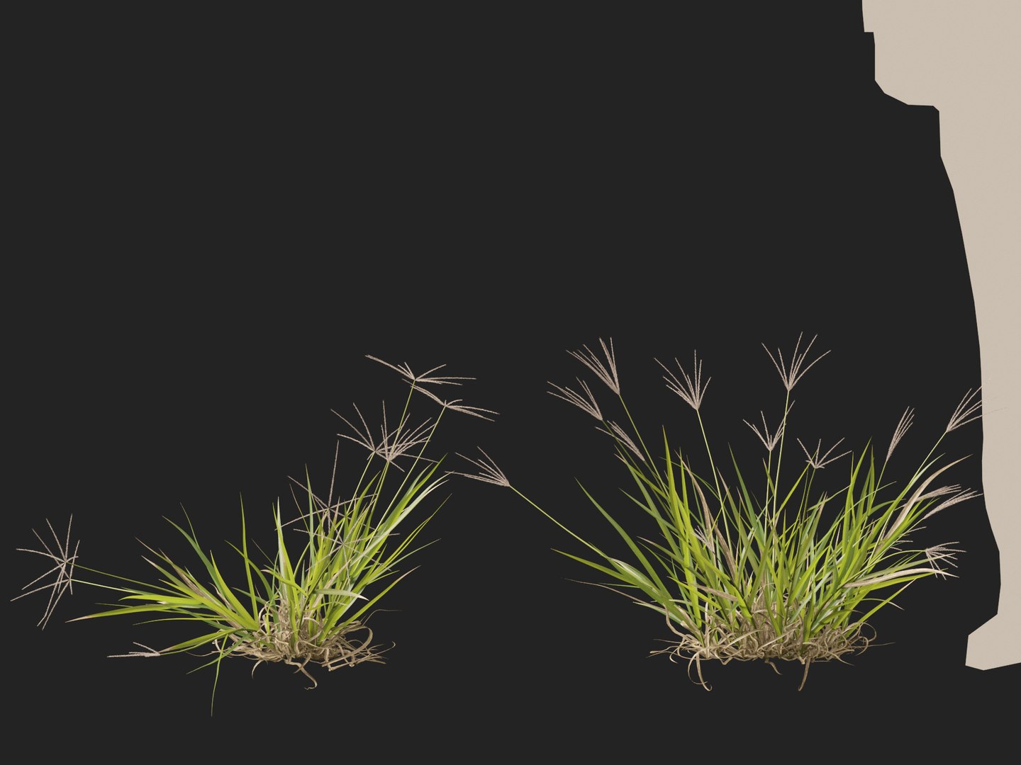 3D HighpolyLow Poly Enteropogon Acicularis - Spider Grass - TurboSquid ...