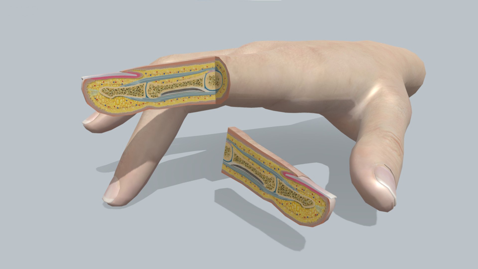 Human Finger Anatomy Cross Section 3D Model - TurboSquid 2300252