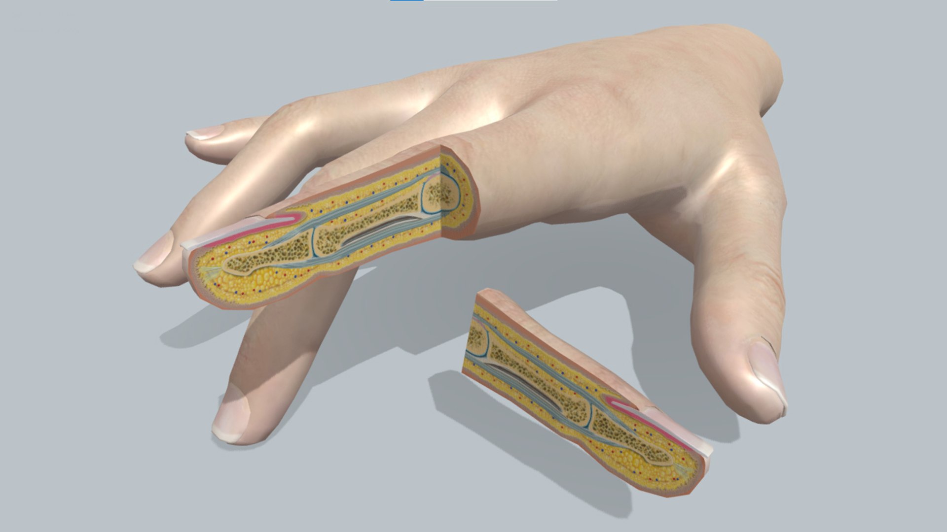 Human Finger Anatomy Cross Section 3D Model - TurboSquid 2300252