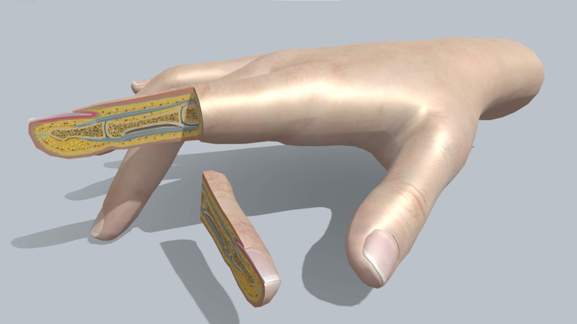 Human Finger Anatomy Cross Section 3D Model - TurboSquid 2300252