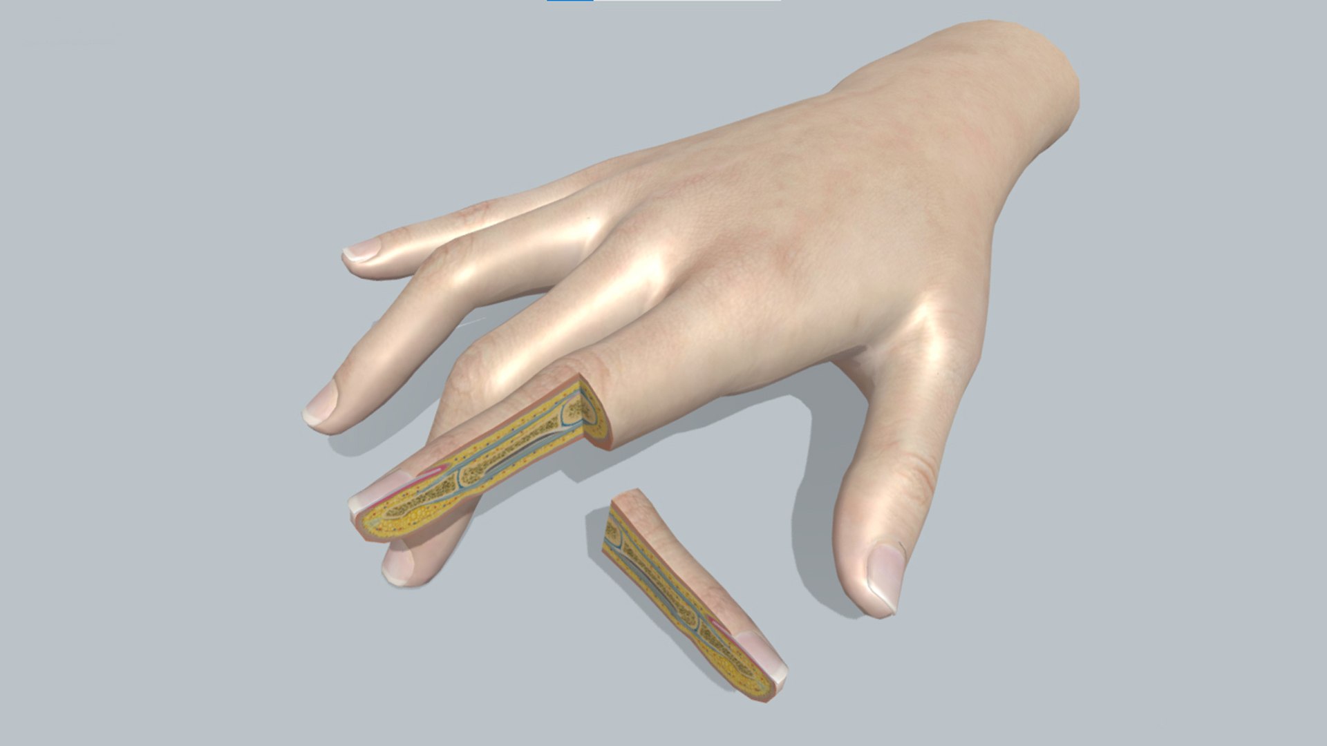 Human Finger Anatomy Cross Section 3D Model - TurboSquid 2300252