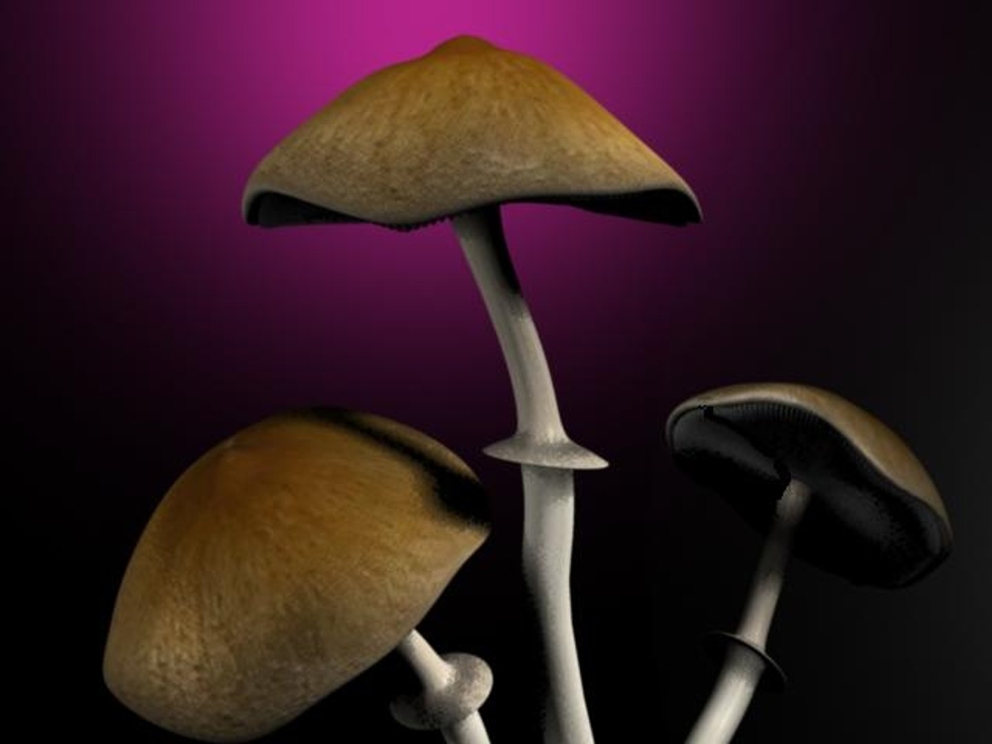 mushroom! mushroom 3d obj