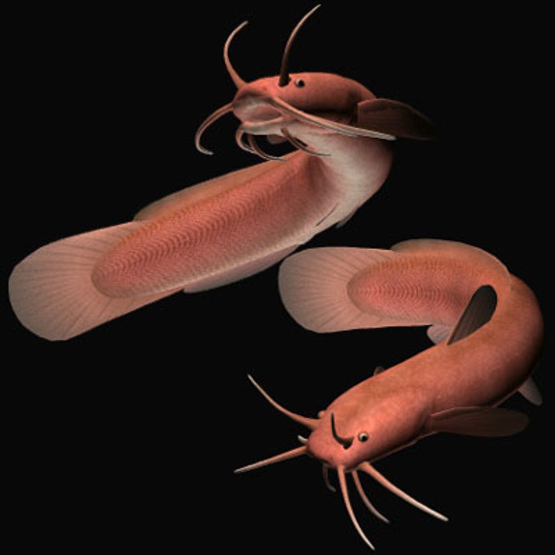 3d Model Liobagrus Akaza