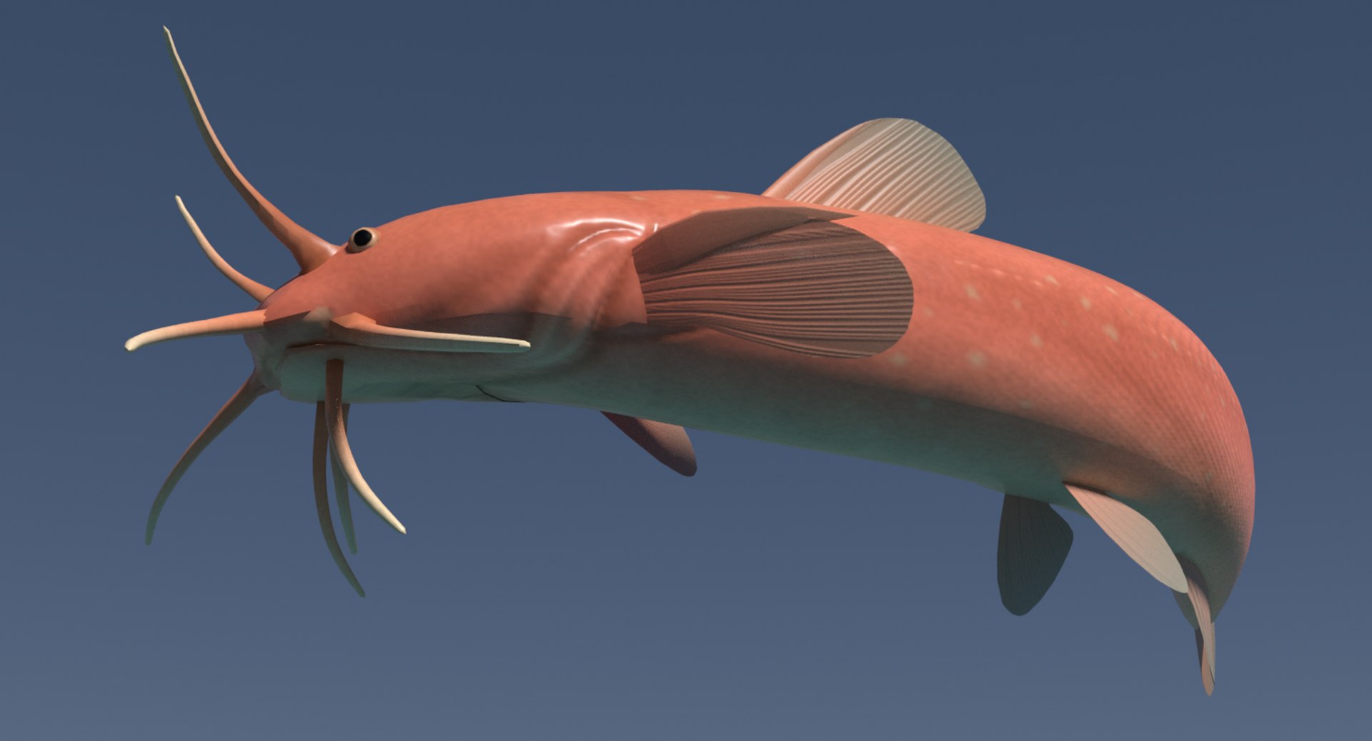 3d Model Liobagrus Akaza