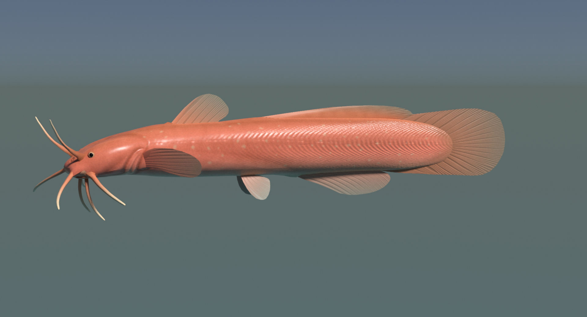 3d Model Liobagrus Akaza