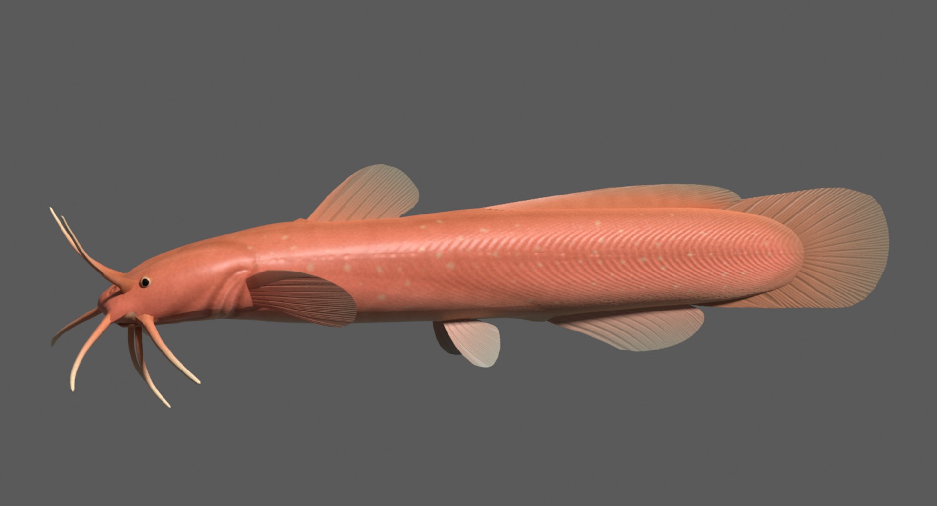 3d Model Liobagrus Akaza