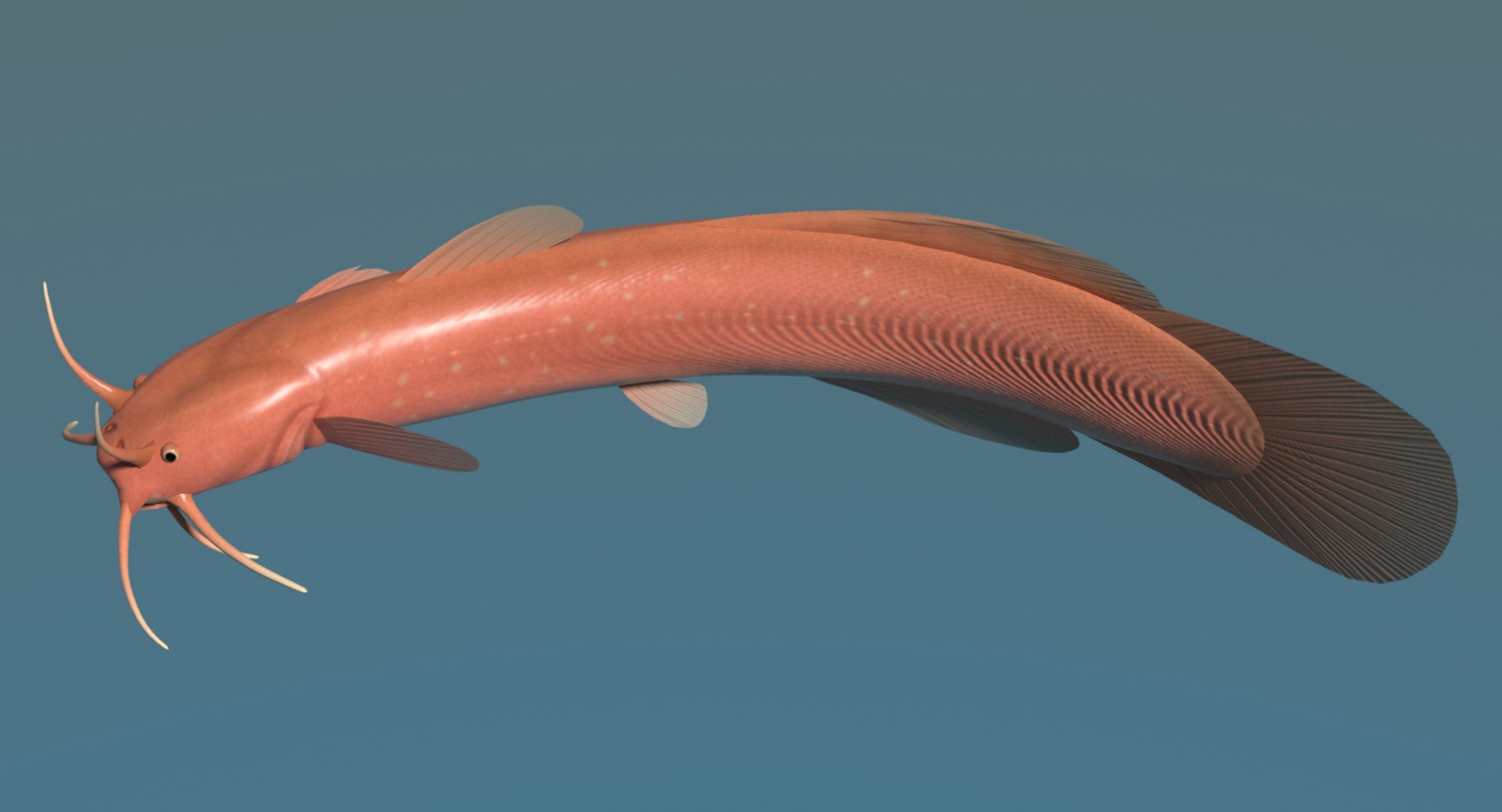 3d Model Liobagrus Akaza