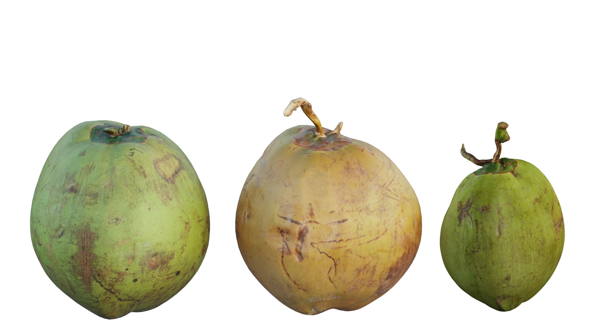 3D Coconut Model - TurboSquid 1898903