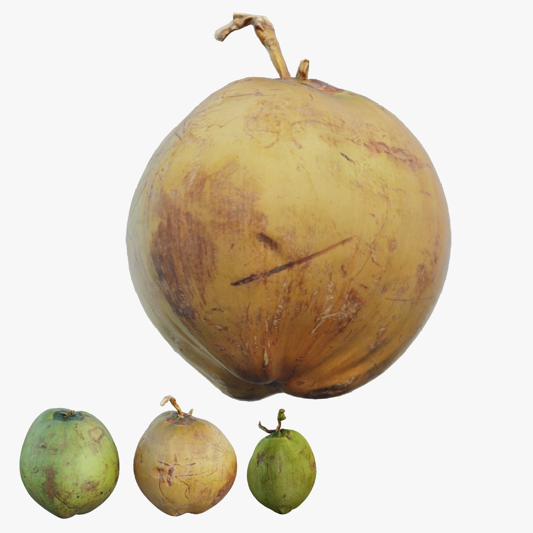 3D Coconut Model - TurboSquid 1898903