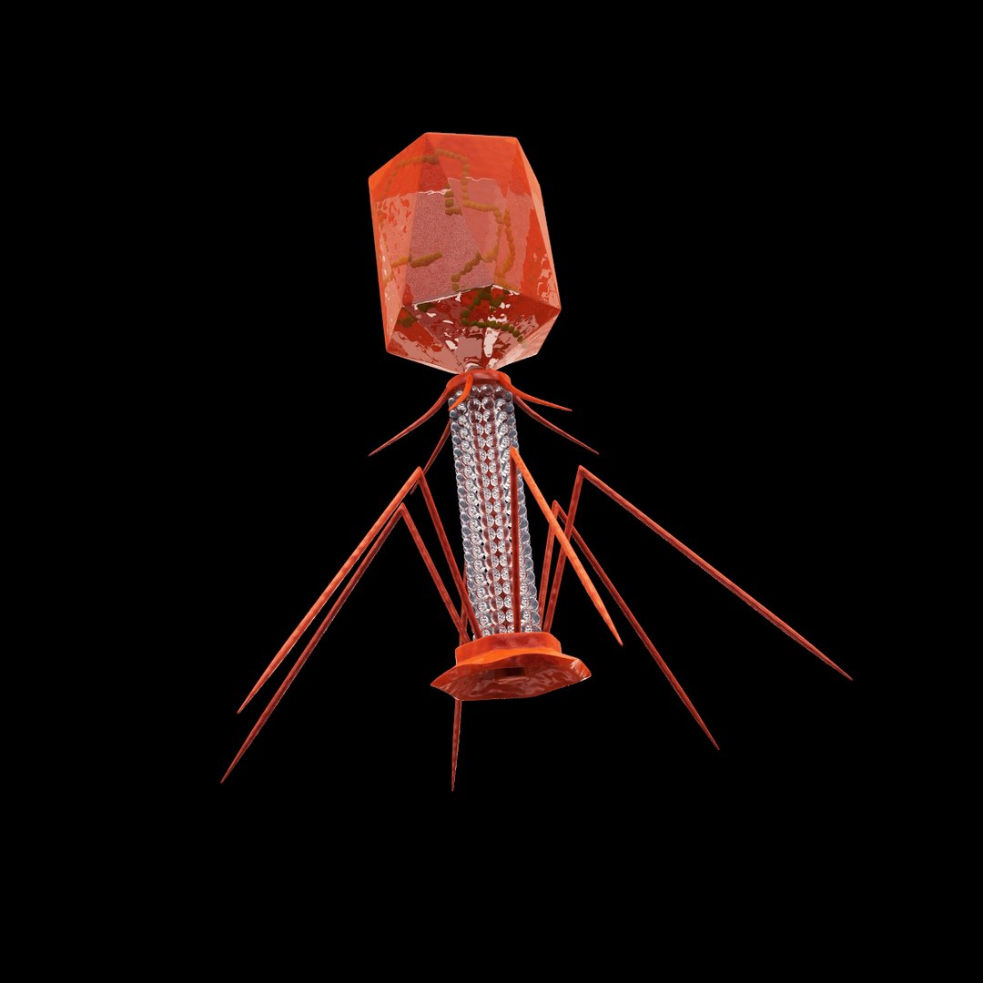 Bacteriophage Virus 3D - TurboSquid 669830