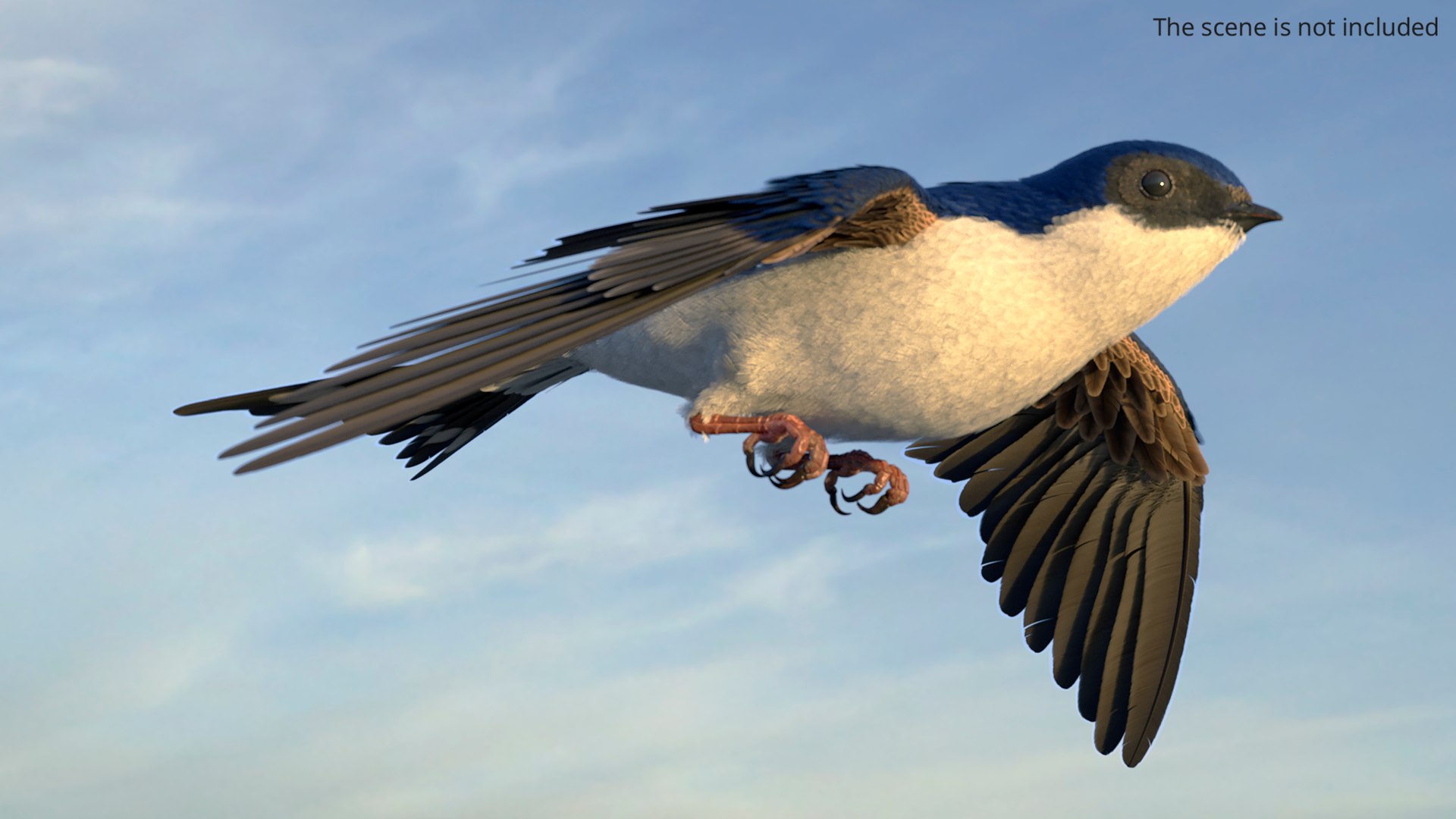 Flying House Martin Bird Animated Rigged 3D - TurboSquid 2497891