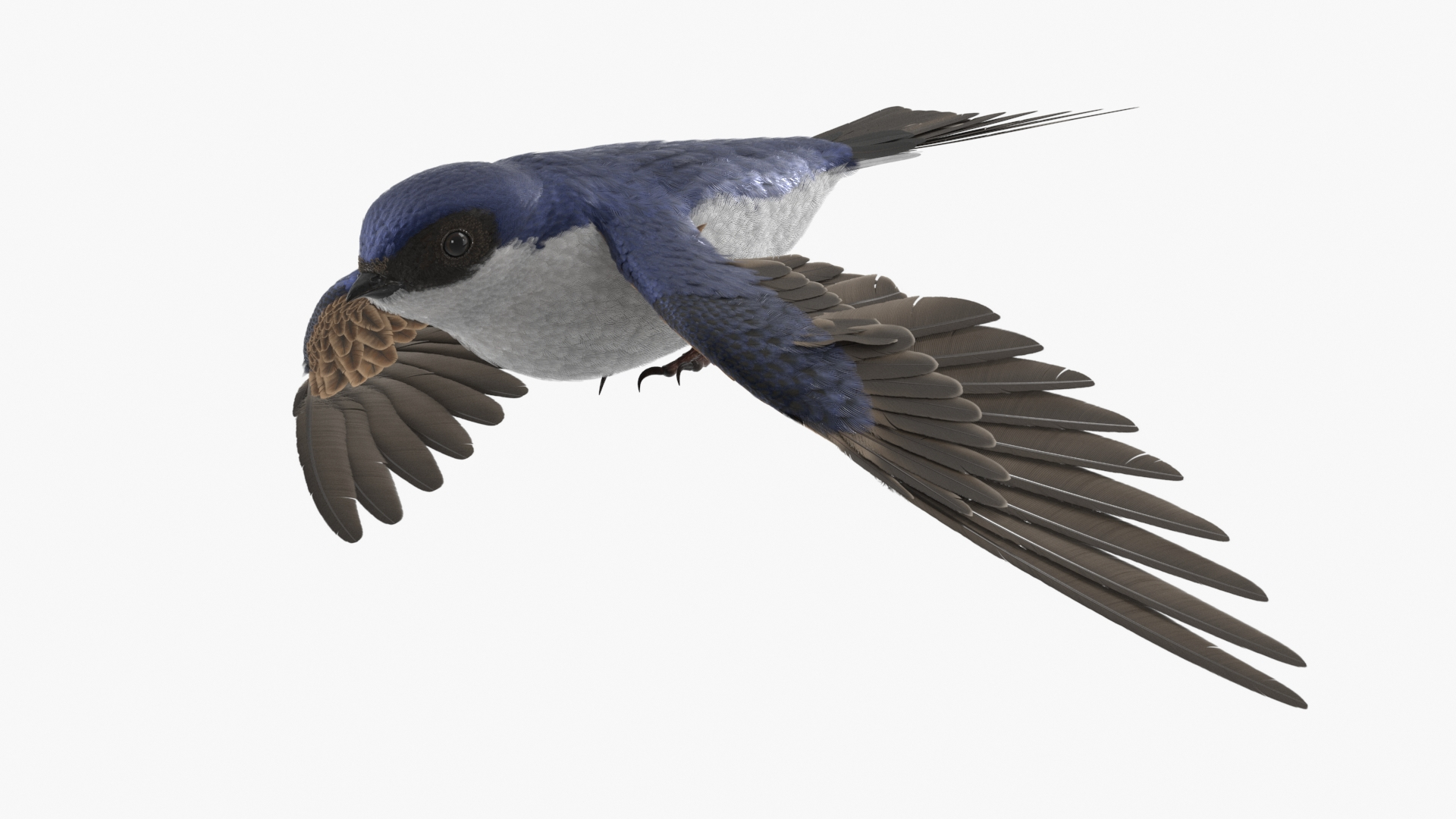 Flying House Martin Bird Animated Rigged 3D - TurboSquid 2497891