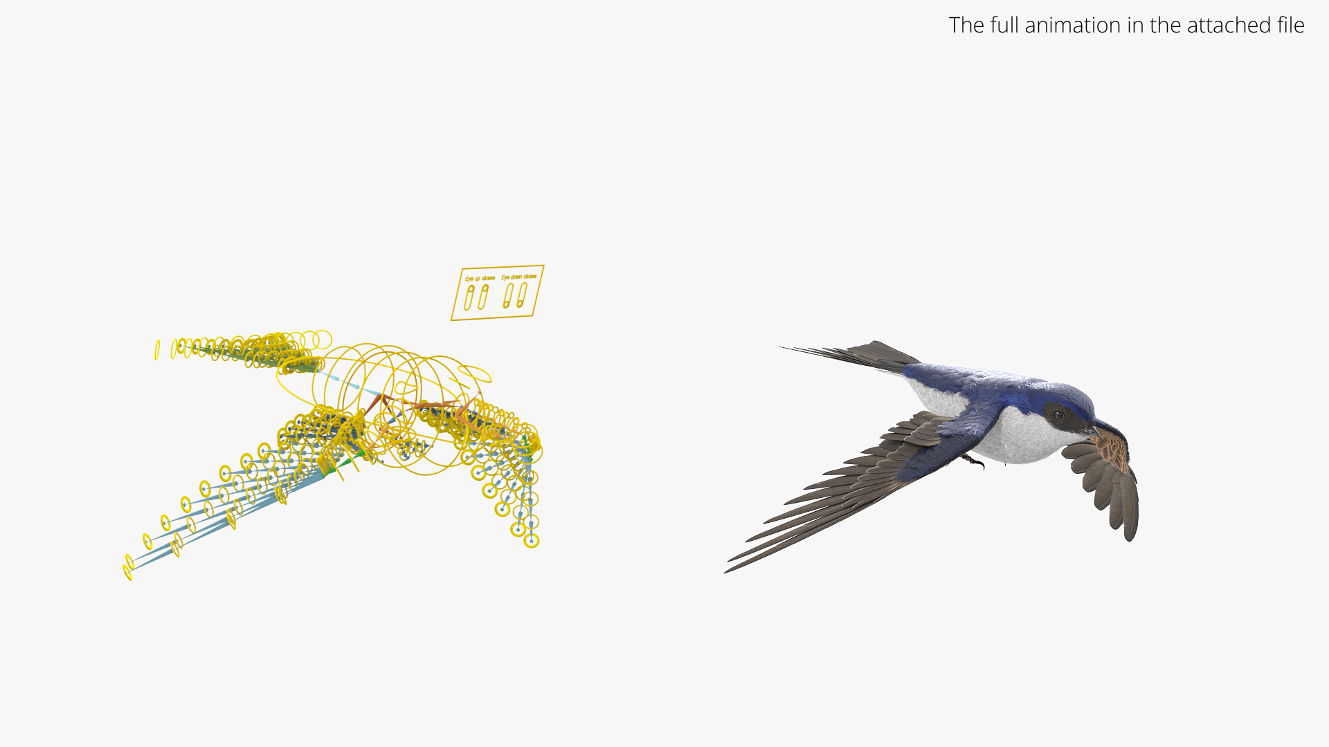 Flying House Martin Bird Animated Rigged 3D - TurboSquid 2497891