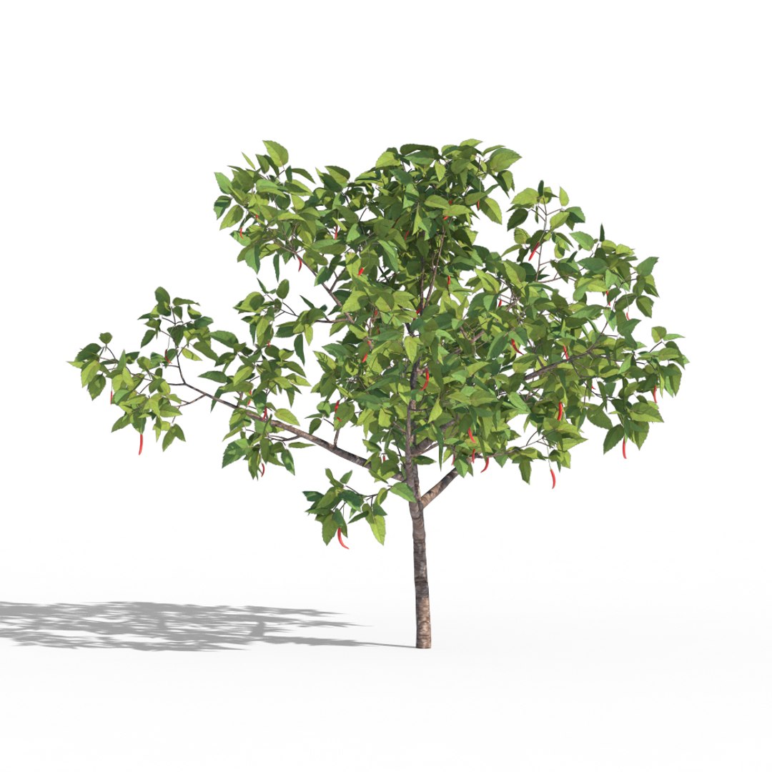 3D Capsicum Annuum Model - TurboSquid 1415708