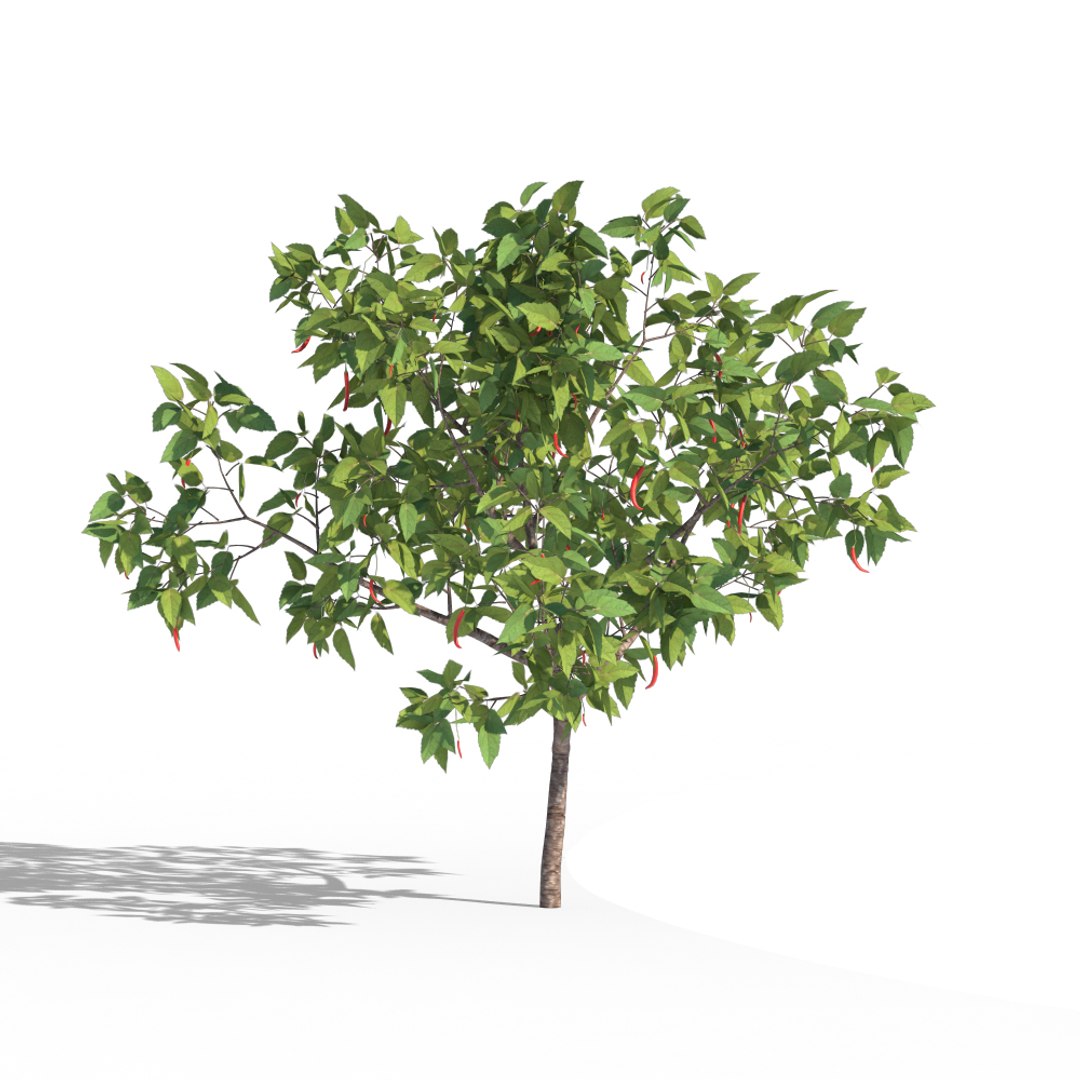 3D Capsicum Annuum Model - TurboSquid 1415708