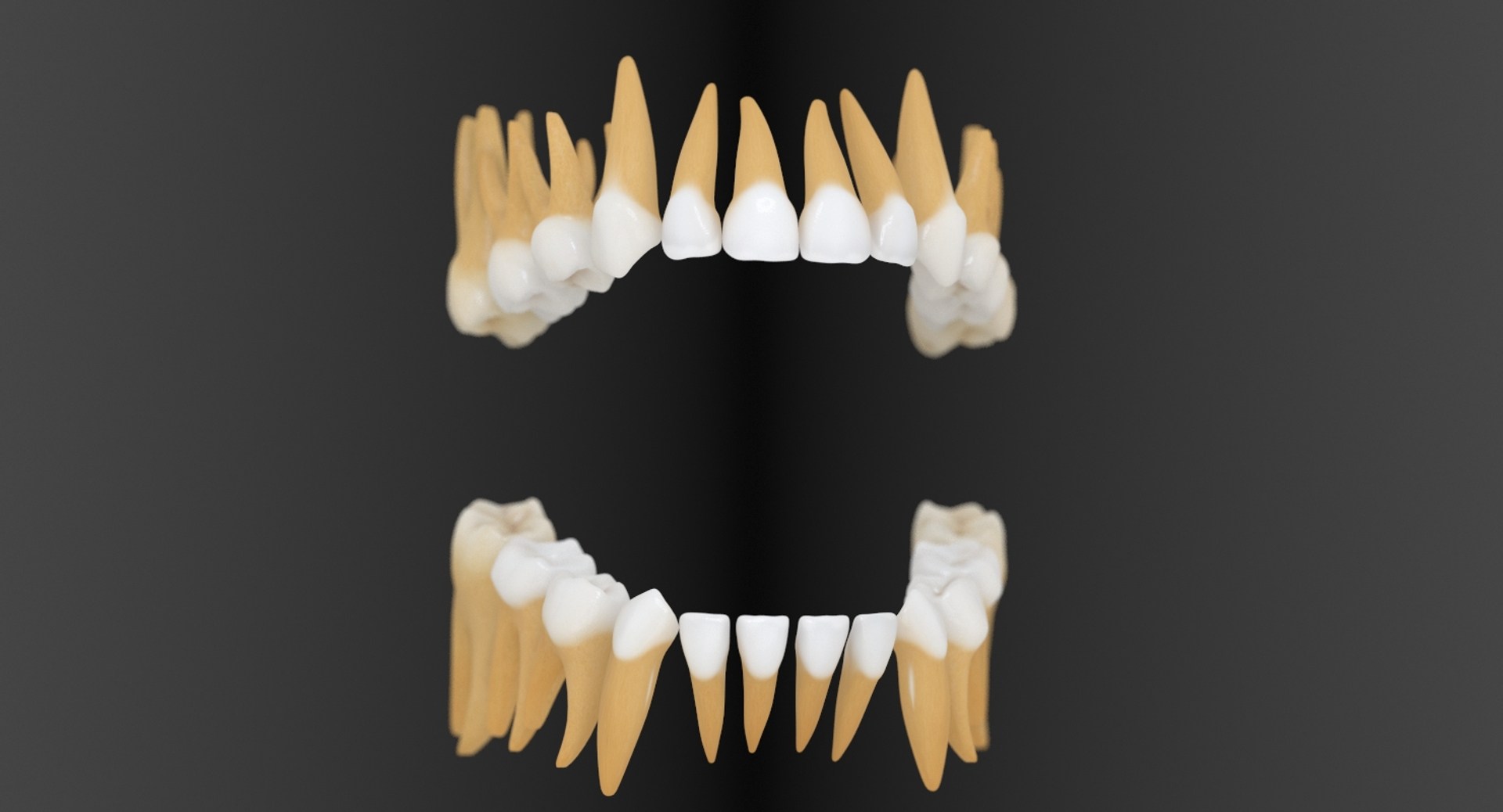 Primary Dentition Mannequin 3D Model - TurboSquid 1515971