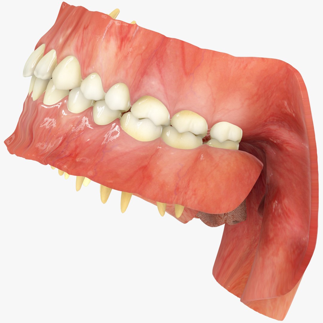 Primary Dentition Mannequin 3D Model - TurboSquid 1515971