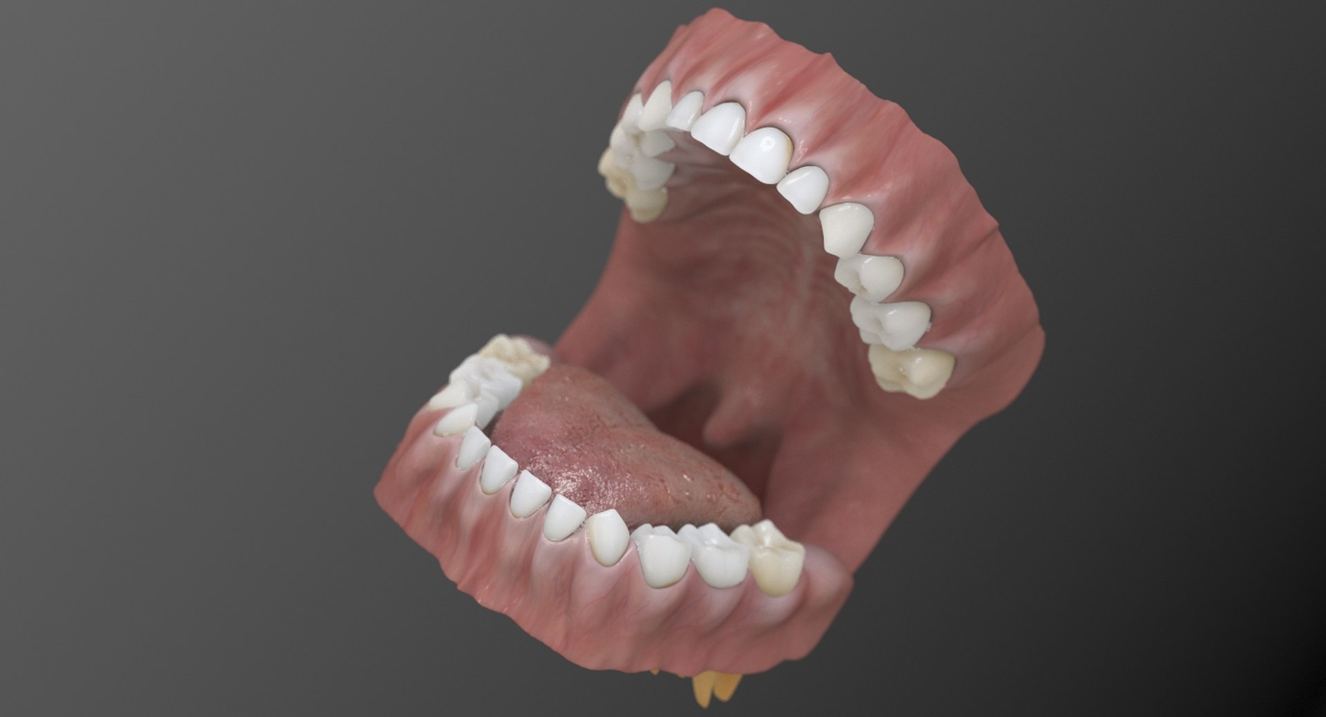 Primary Dentition Mannequin 3D Model - TurboSquid 1515971