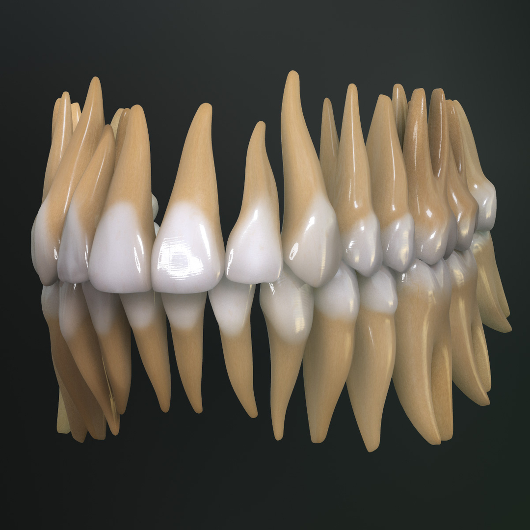 Primary Dentition Mannequin 3D Model - TurboSquid 1515971