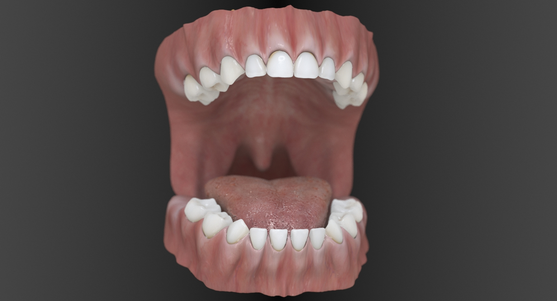 Primary Dentition Mannequin 3D Model - TurboSquid 1515971