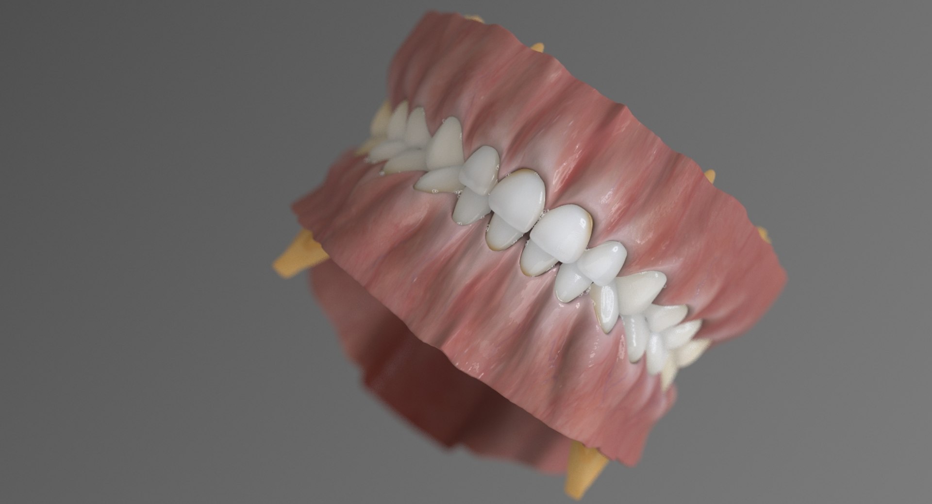 Primary Dentition Mannequin 3D Model - TurboSquid 1515971