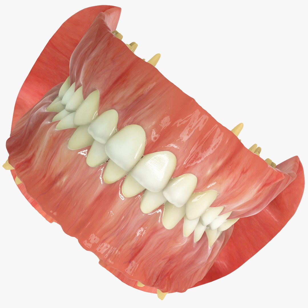 Primary Dentition Mannequin 3D Model - TurboSquid 1515971