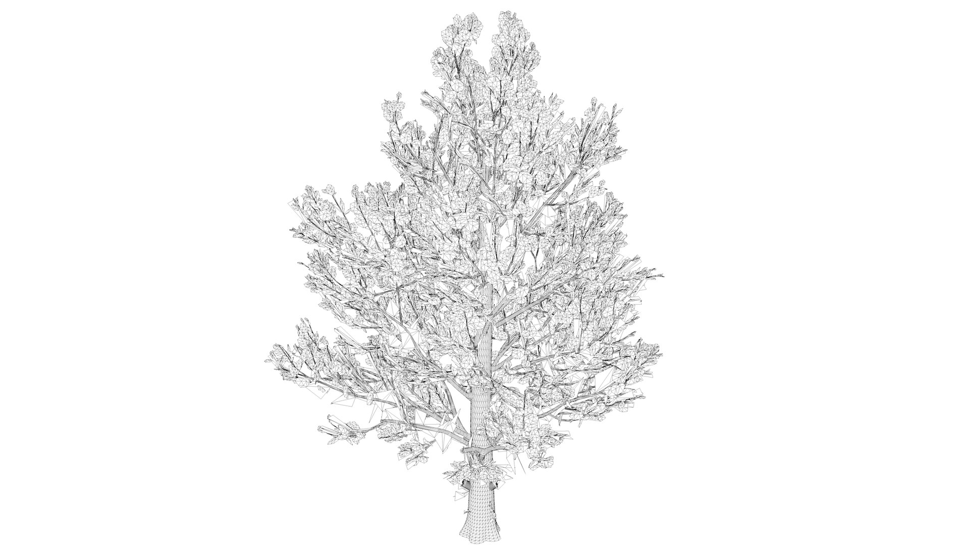 3D Sugar Maple Tree In Fall - 01 - - TurboSquid 2377833