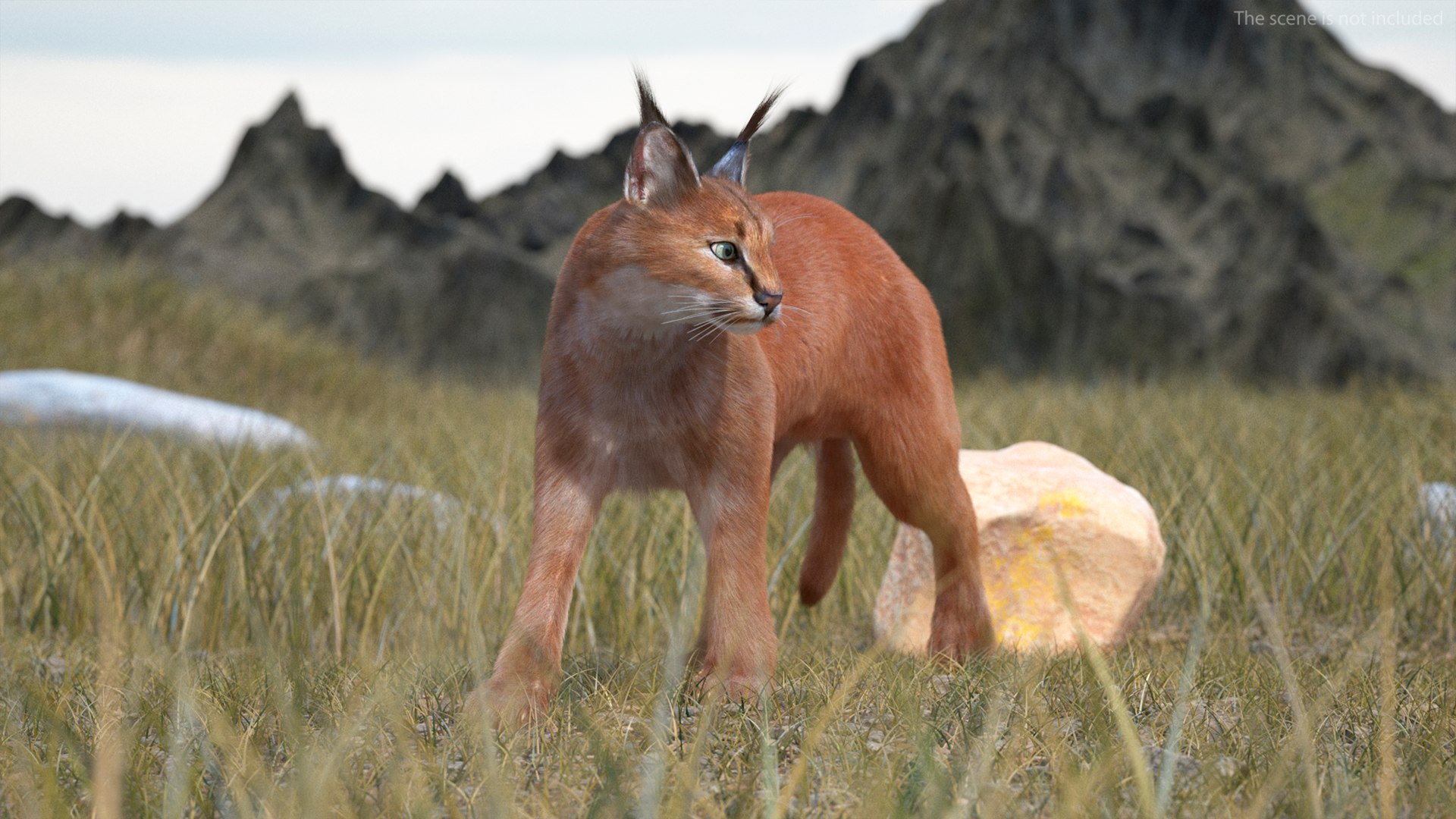 3D Caracal Cat Walking Pose Fur - TurboSquid 2181788
