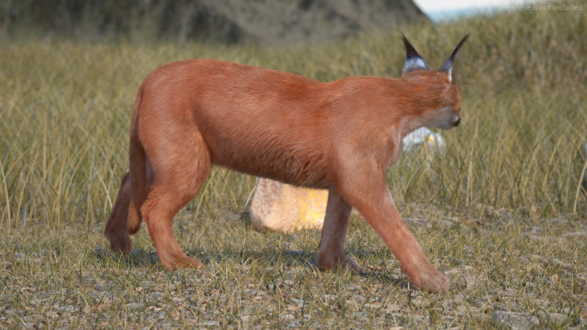 3D Caracal Cat Walking Pose Fur - TurboSquid 2181788