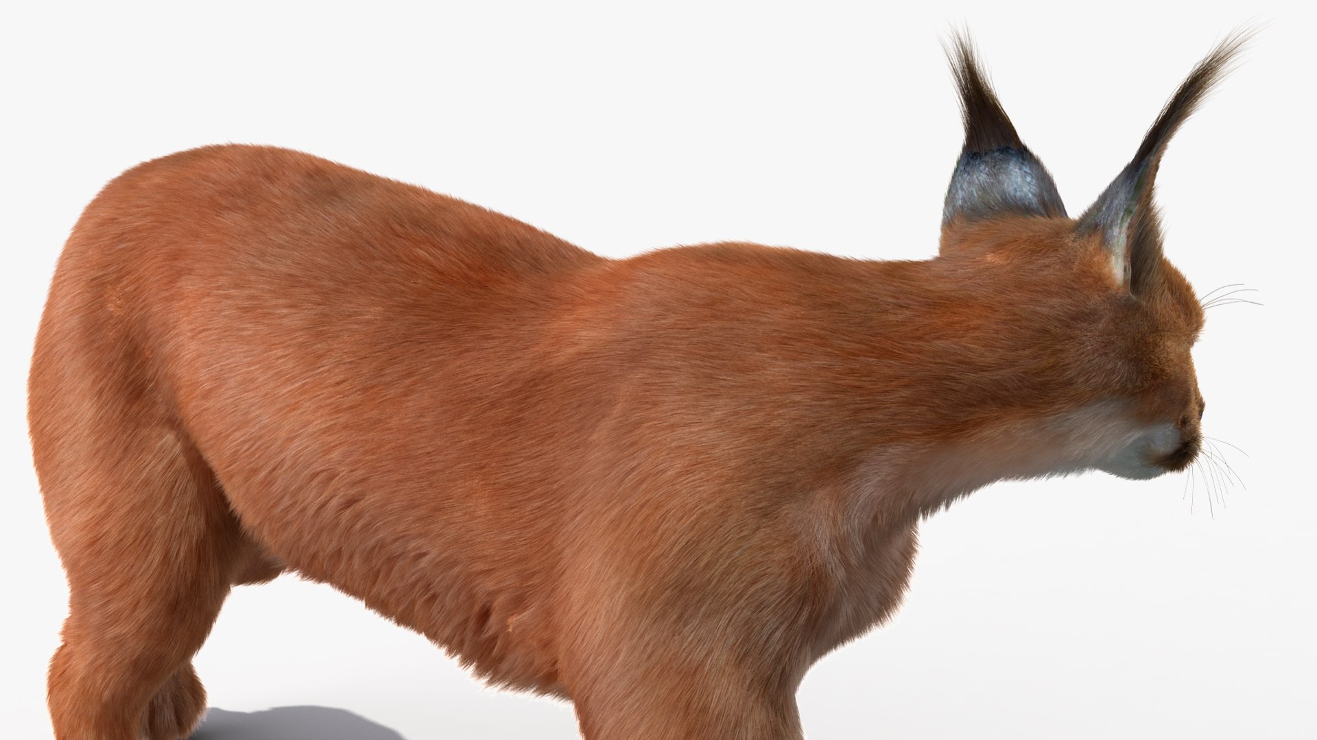 3D Caracal Cat Walking Pose Fur - TurboSquid 2181788