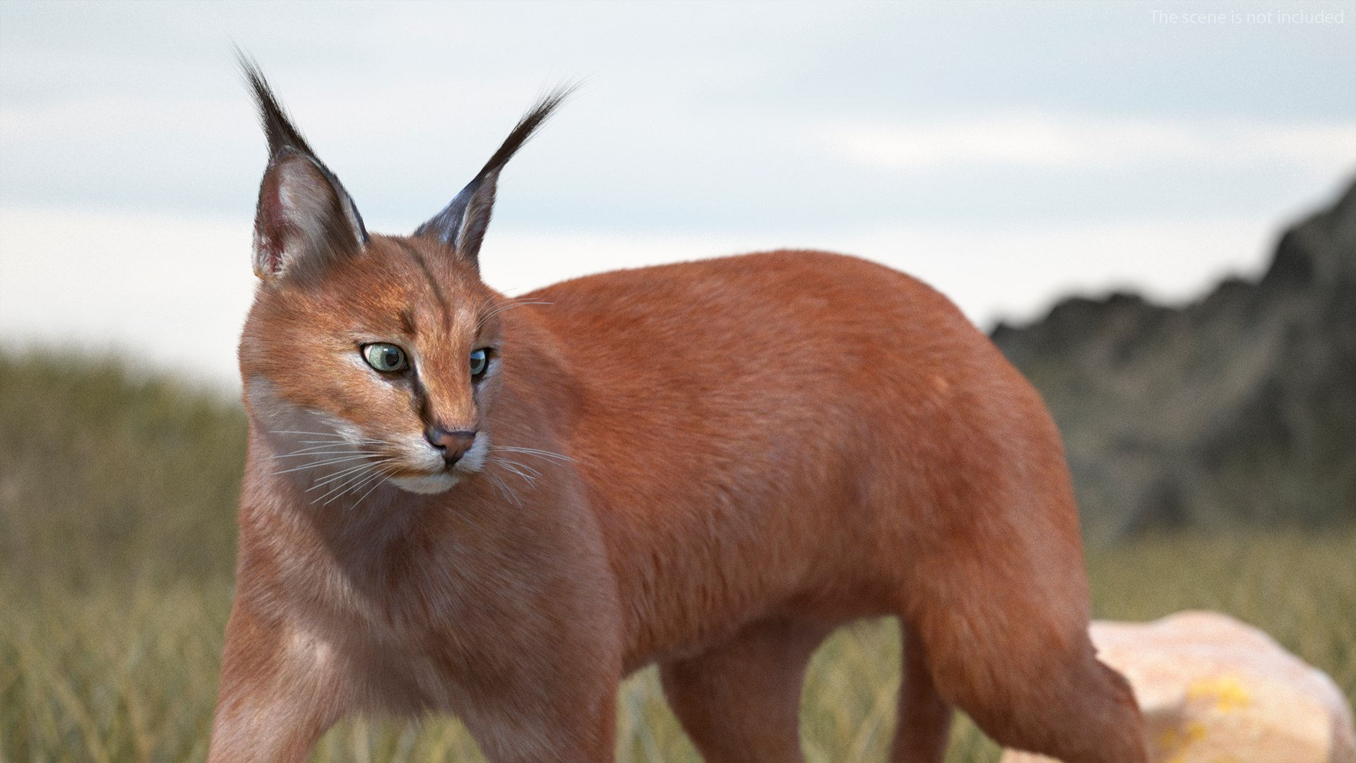 3D Caracal Cat Walking Pose Fur - TurboSquid 2181788
