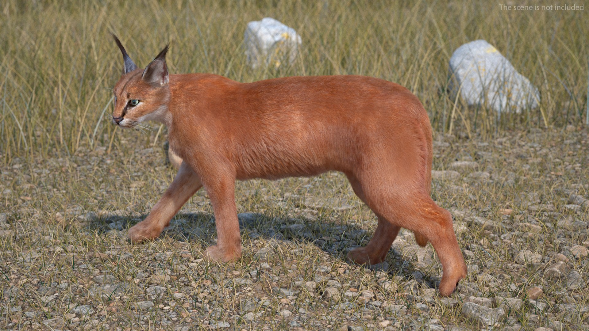 3D Caracal Cat Walking Pose Fur - TurboSquid 2181788