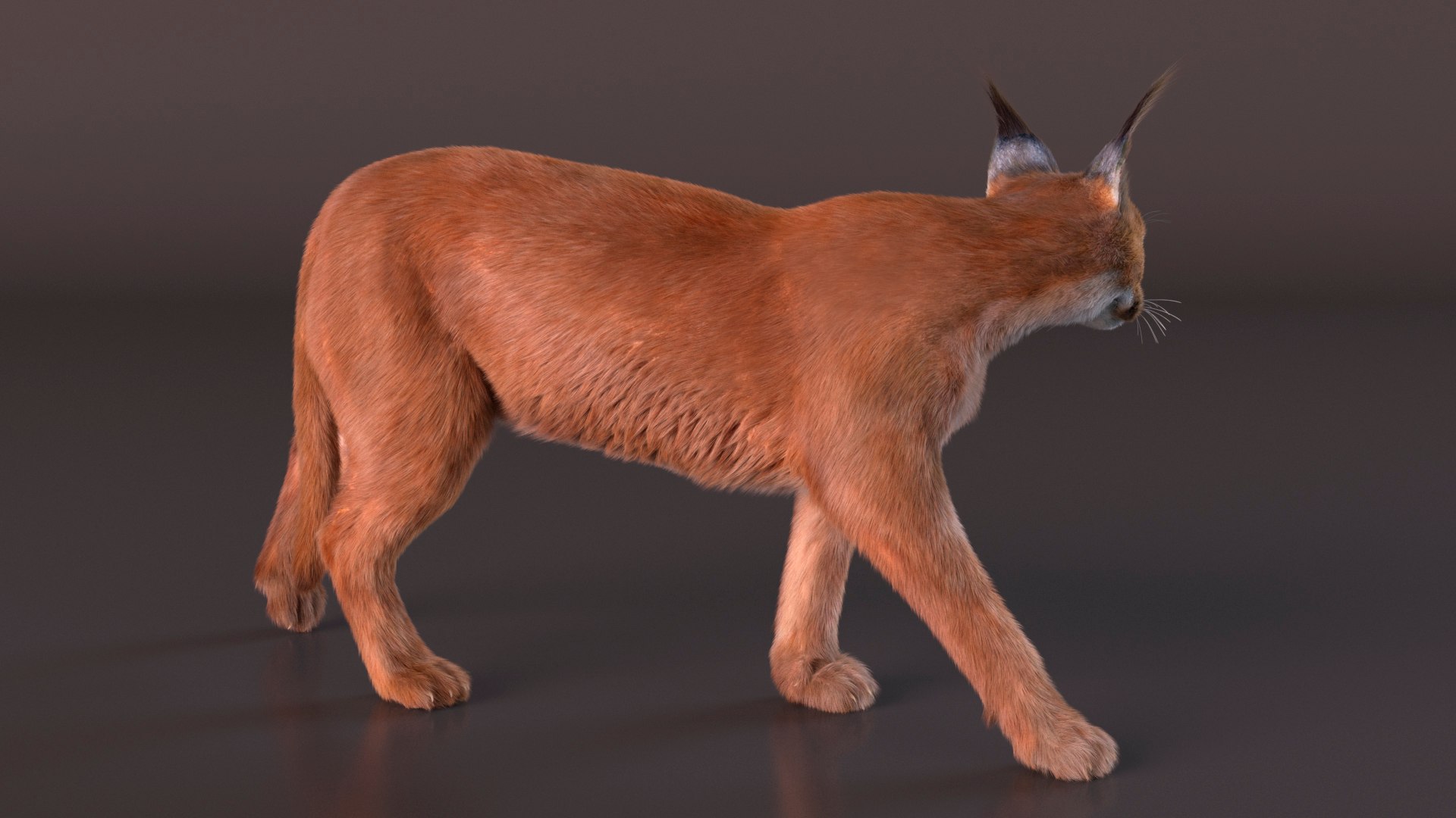 3D Caracal Cat Walking Pose Fur - TurboSquid 2181788