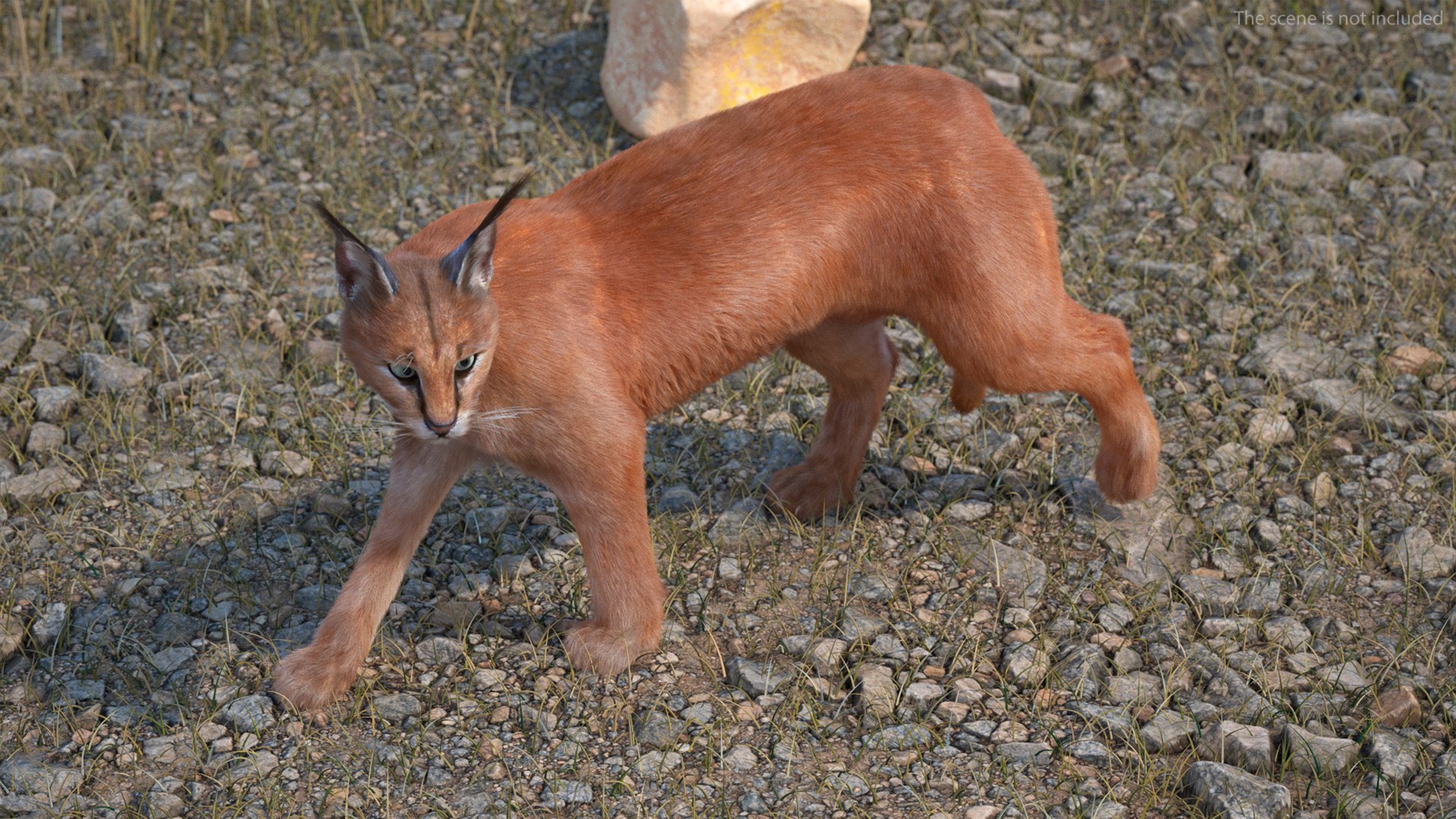 3D Caracal Cat Walking Pose Fur - TurboSquid 2181788