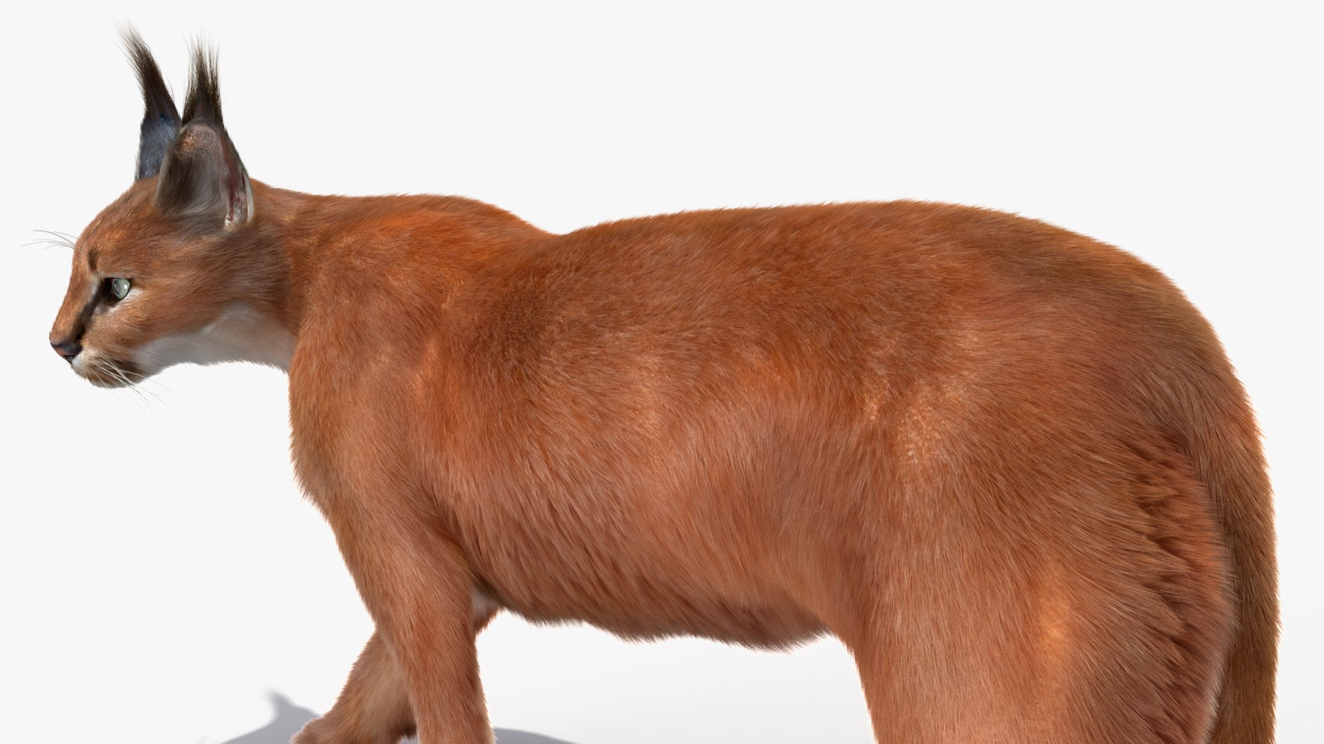3D Caracal Cat Walking Pose Fur - TurboSquid 2181788