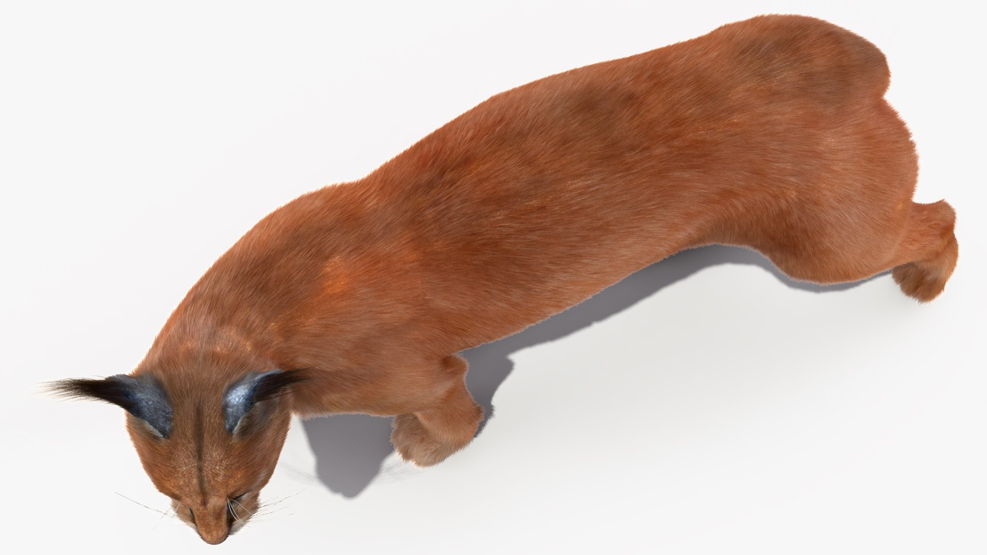 3D Caracal Cat Walking Pose Fur - TurboSquid 2181788