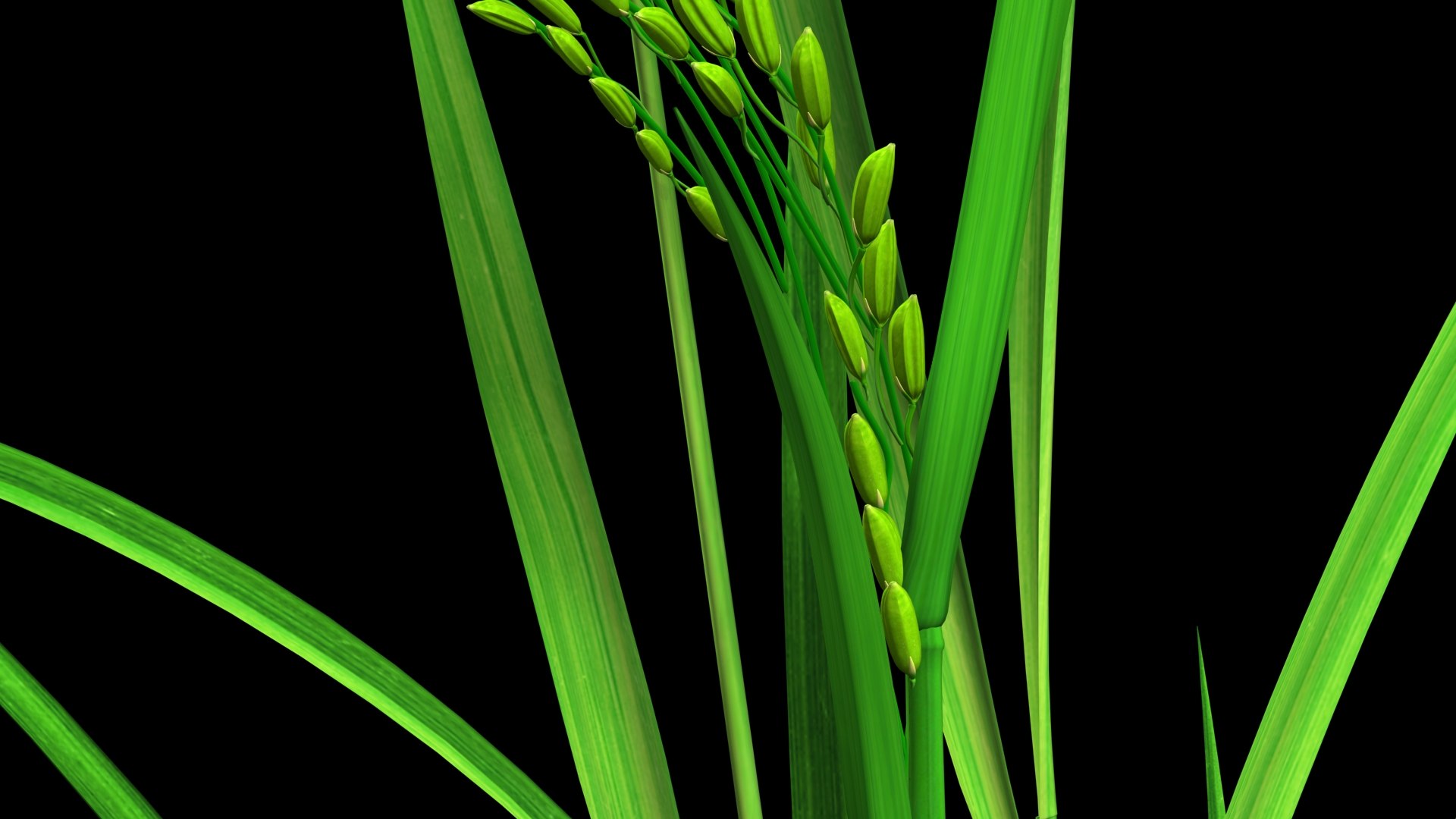 3D PADDY PLANT OPTION 8 FINAL 2012 Model - TurboSquid 1855408