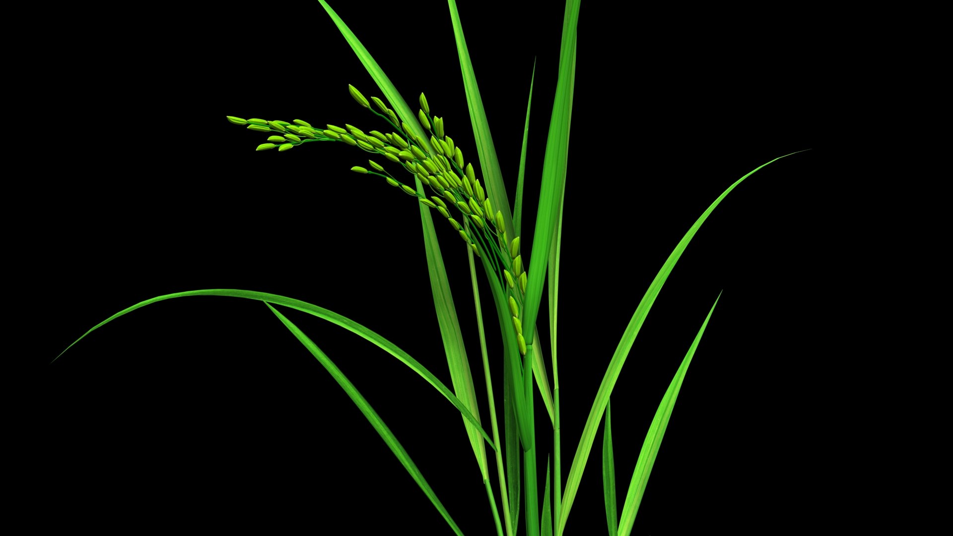3D PADDY PLANT OPTION 8 FINAL 2012 Model - TurboSquid 1855408