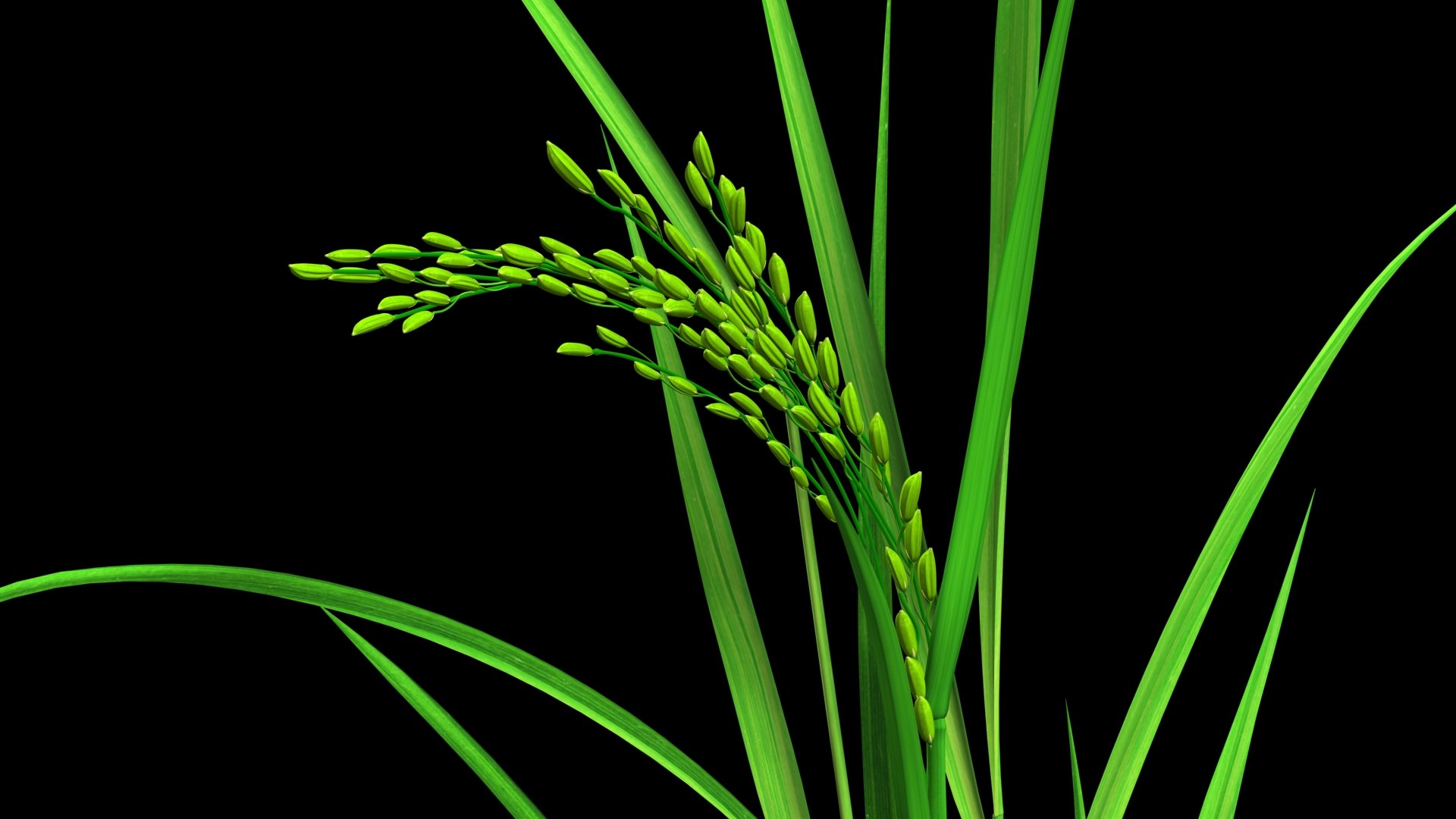 3D PADDY PLANT OPTION 8 FINAL 2012 Model - TurboSquid 1855408