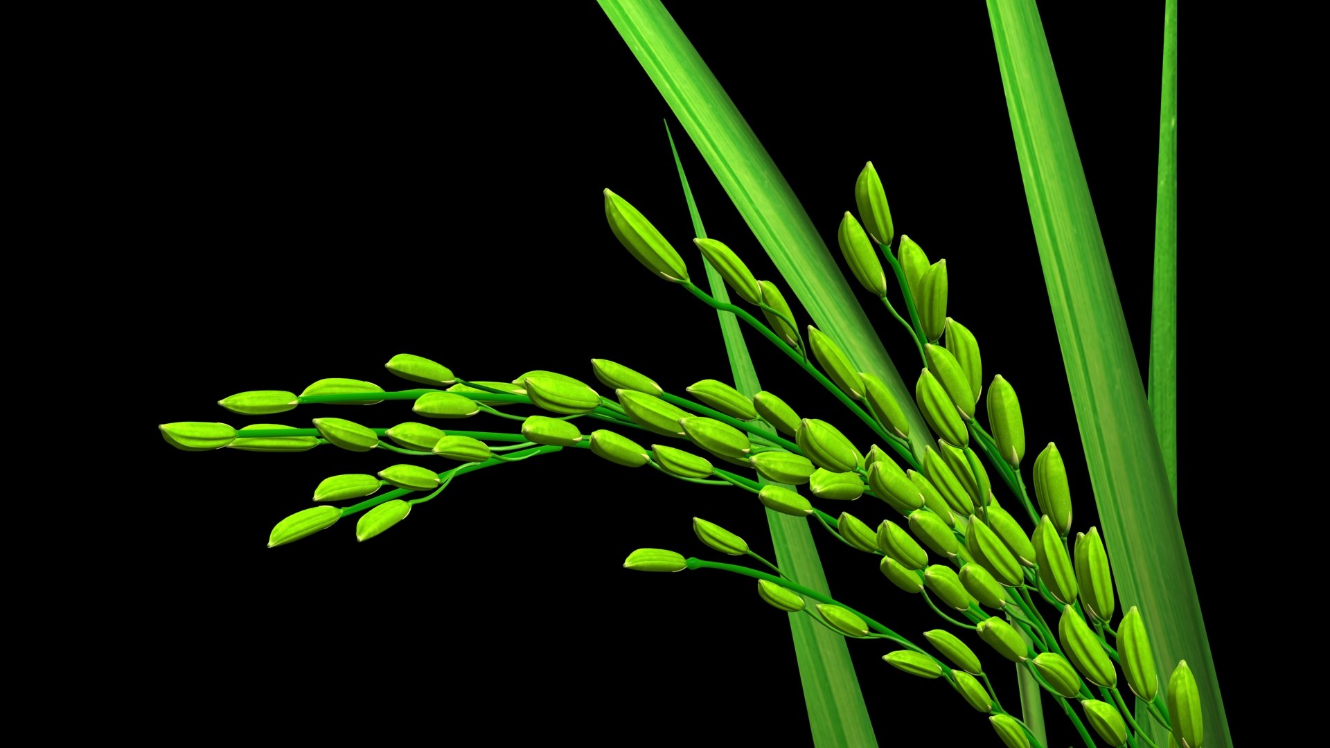 3D PADDY PLANT OPTION 8 FINAL 2012 Model - TurboSquid 1855408