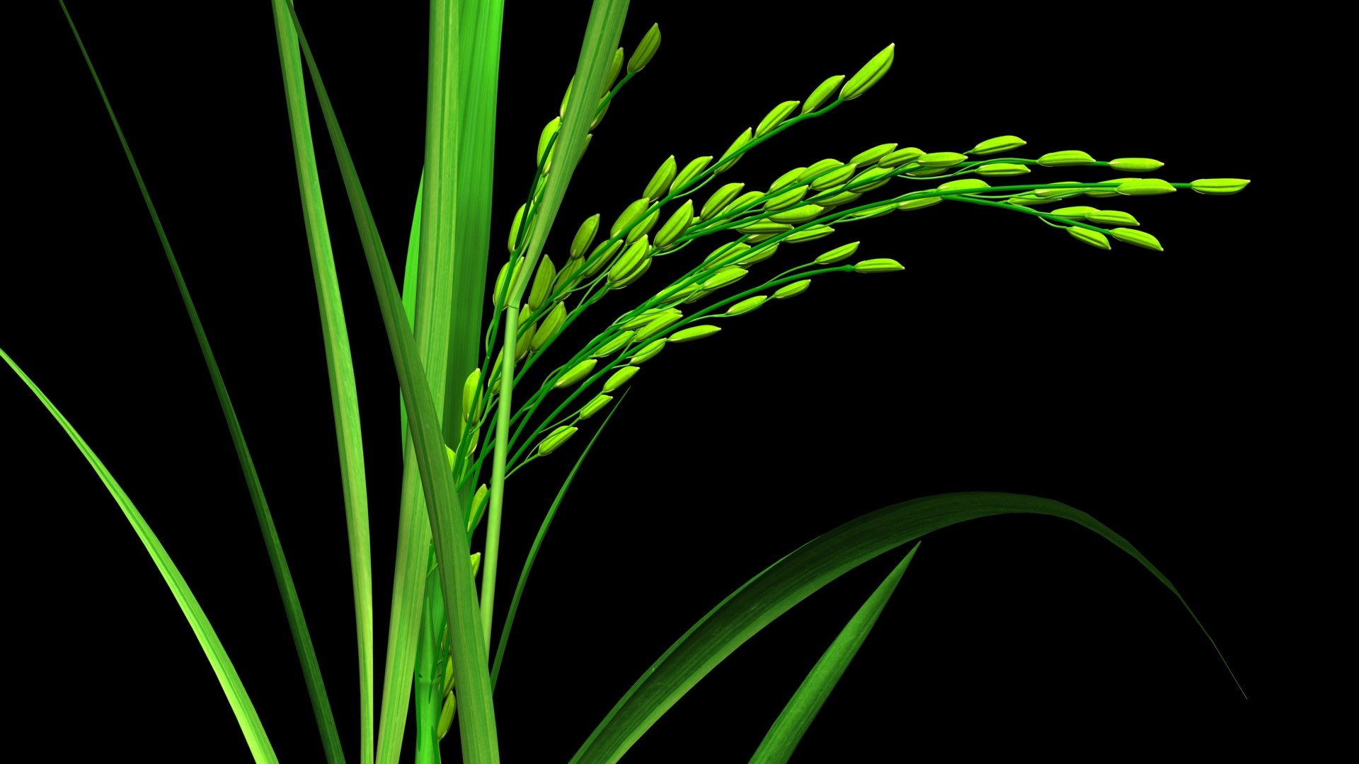 3D PADDY PLANT OPTION 8 FINAL 2012 Model - TurboSquid 1855408