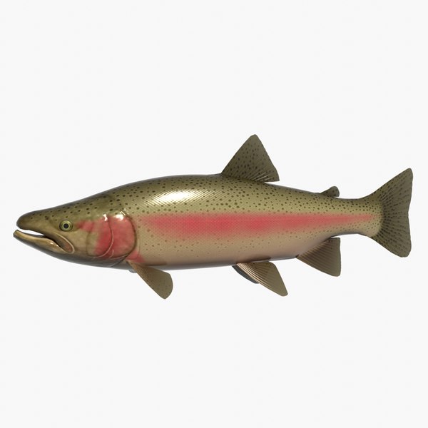 Rainbow trout model - TurboSquid 1523008