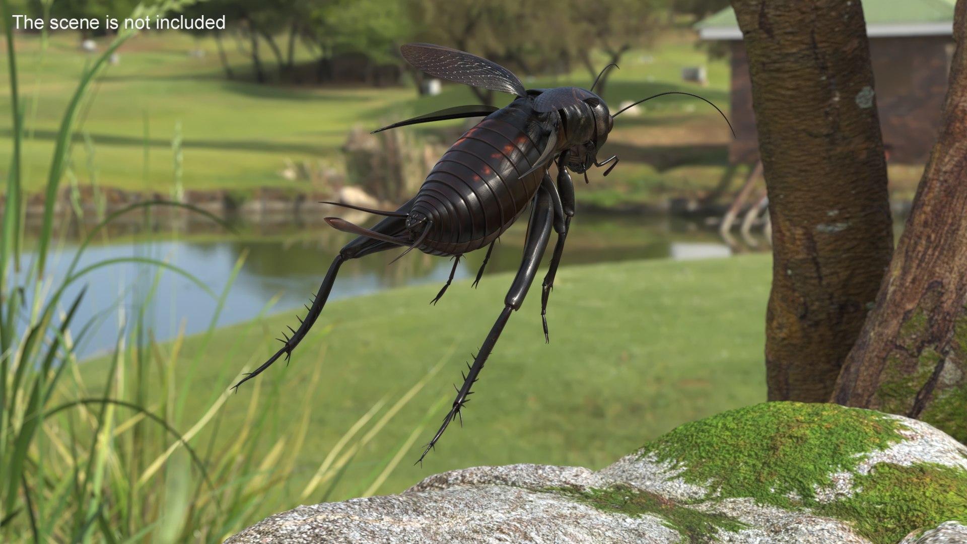 3D Field Cricket Jumping Model - TurboSquid 2248534