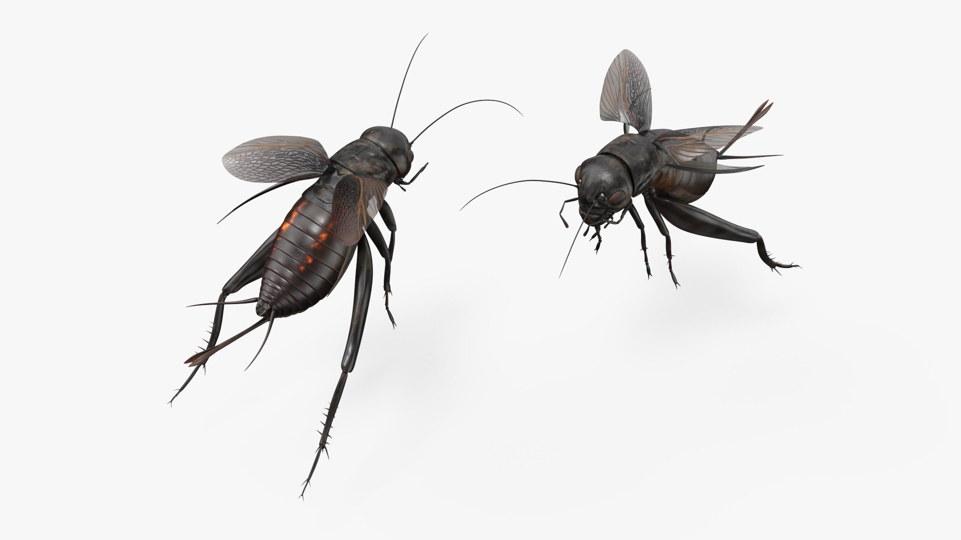 3D Field Cricket Jumping Model - TurboSquid 2248534