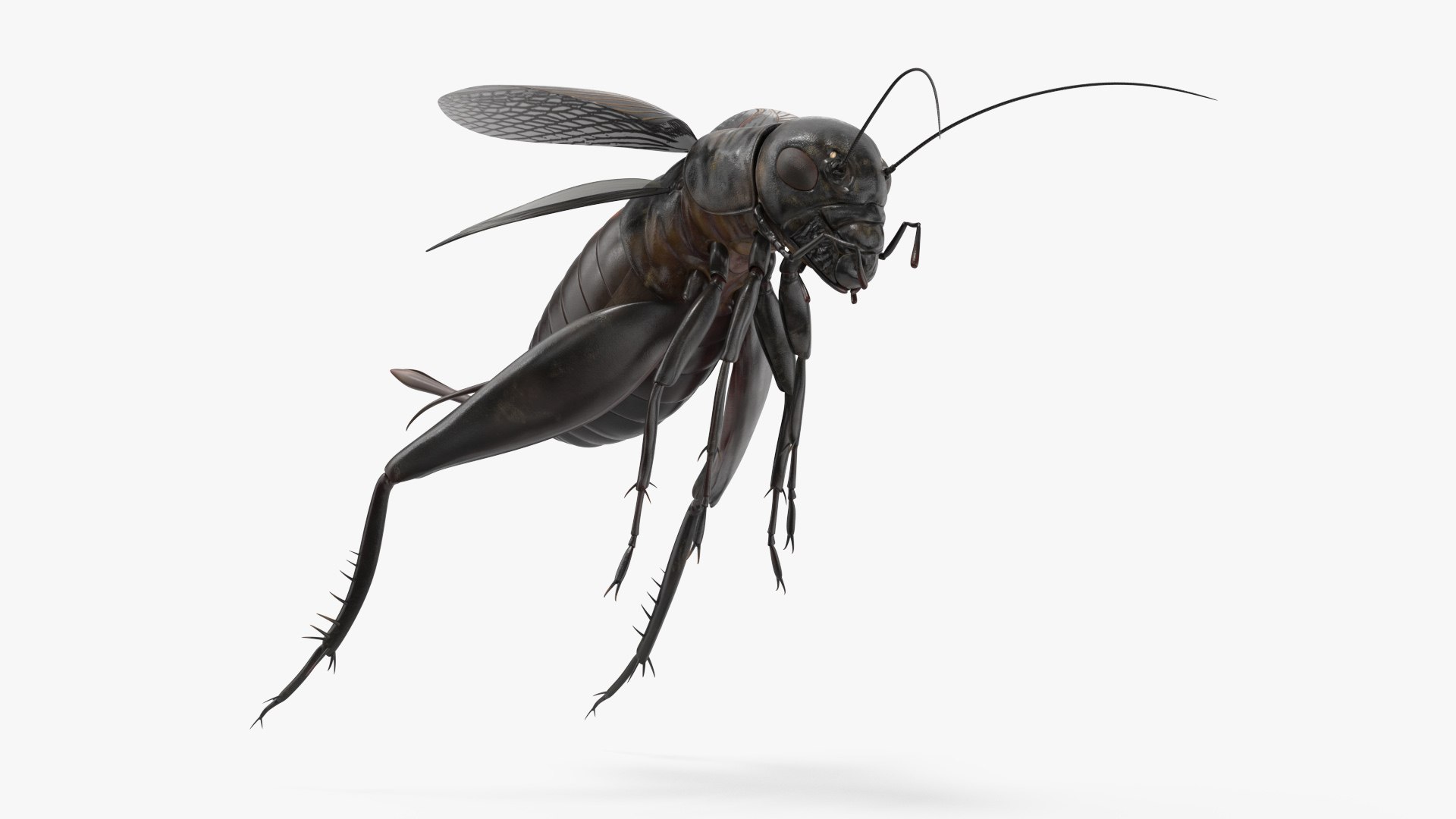 3D Field Cricket Jumping Model - TurboSquid 2248534