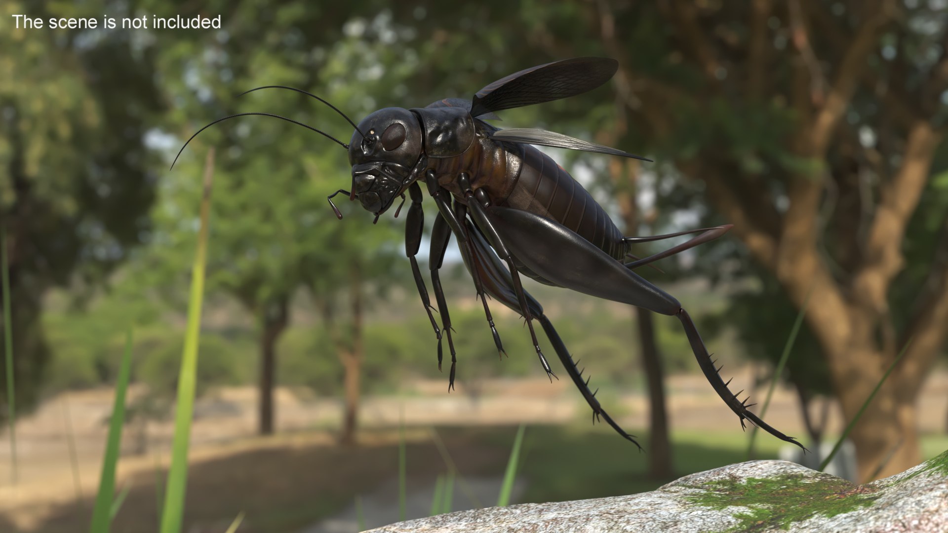 3D Field Cricket Jumping Model - TurboSquid 2248534