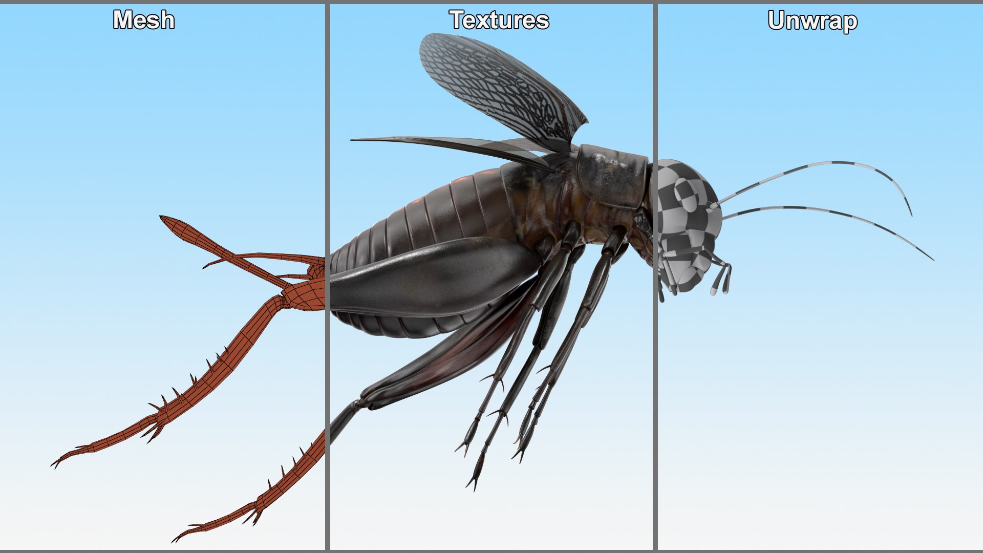 3D Field Cricket Jumping Model - TurboSquid 2248534
