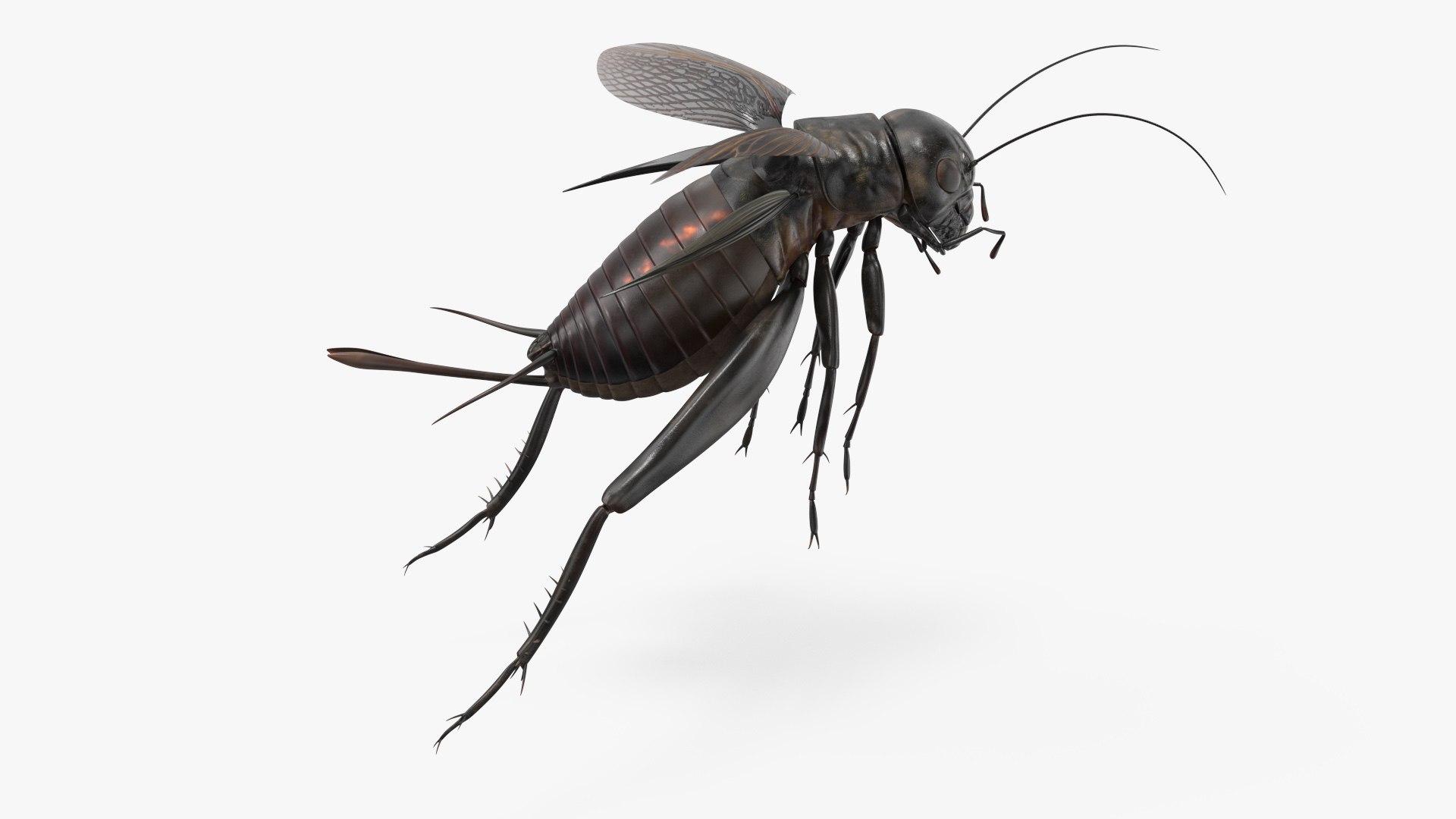 3D Field Cricket Jumping Model - TurboSquid 2248534