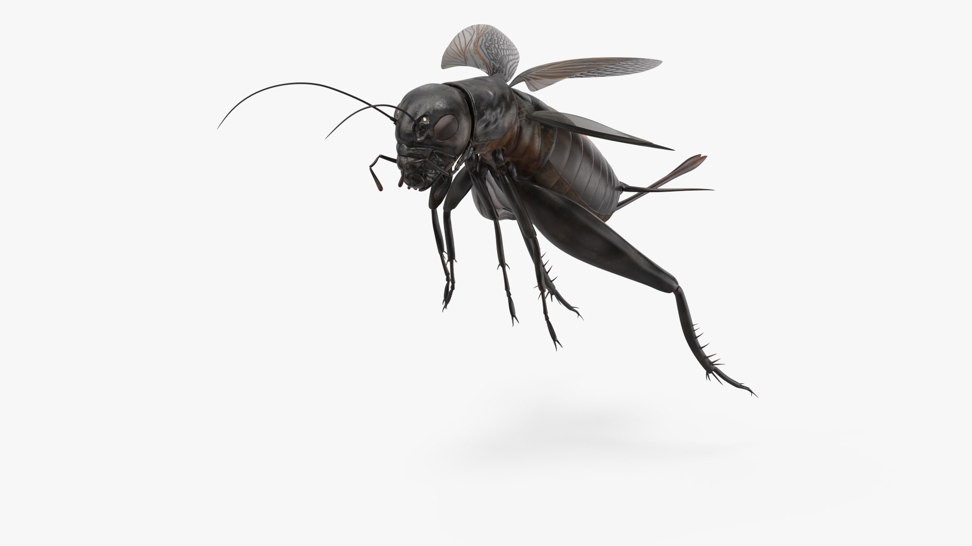 3D Field Cricket Jumping Model - TurboSquid 2248534