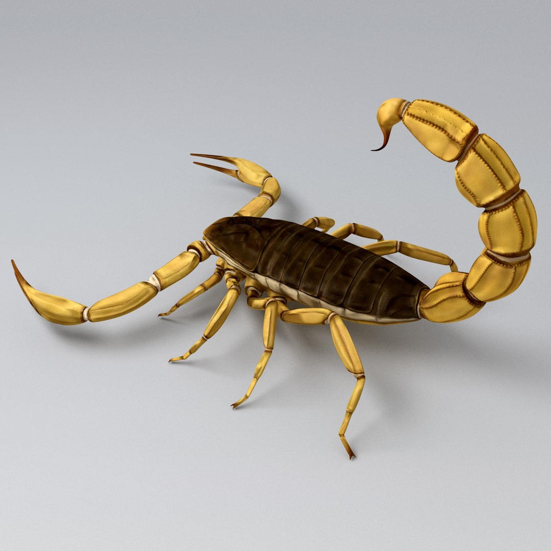 egyptian scorpion 3d model